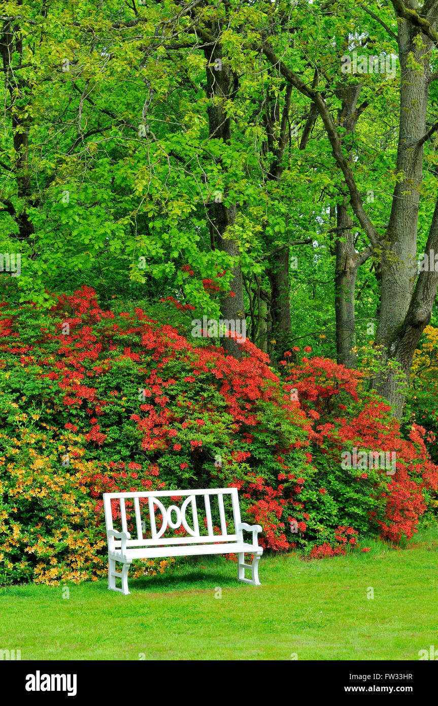 Old rhododendron hi-res stock photography and images - Alamy