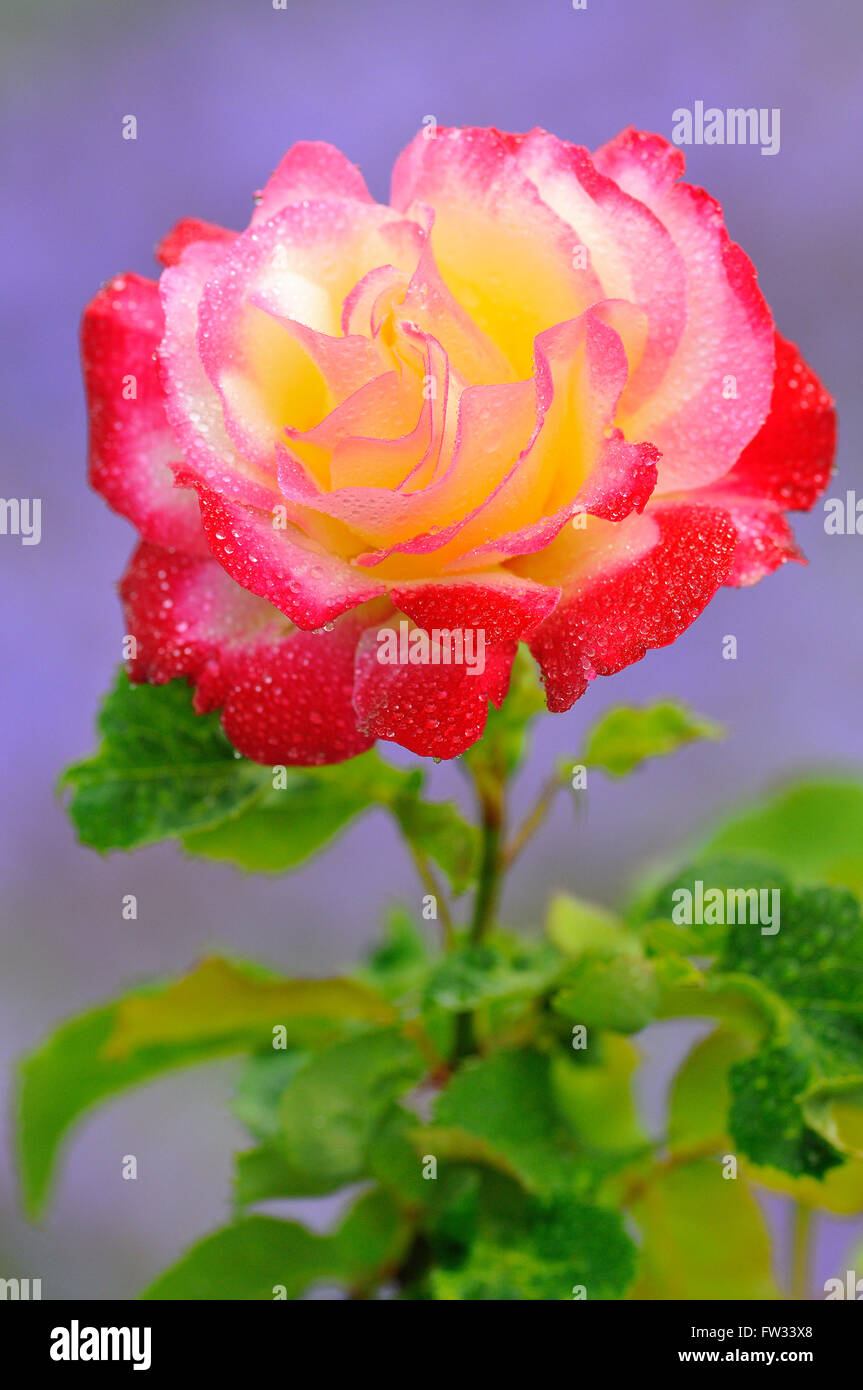 Double white rose hi-res stock photography and images - Alamy