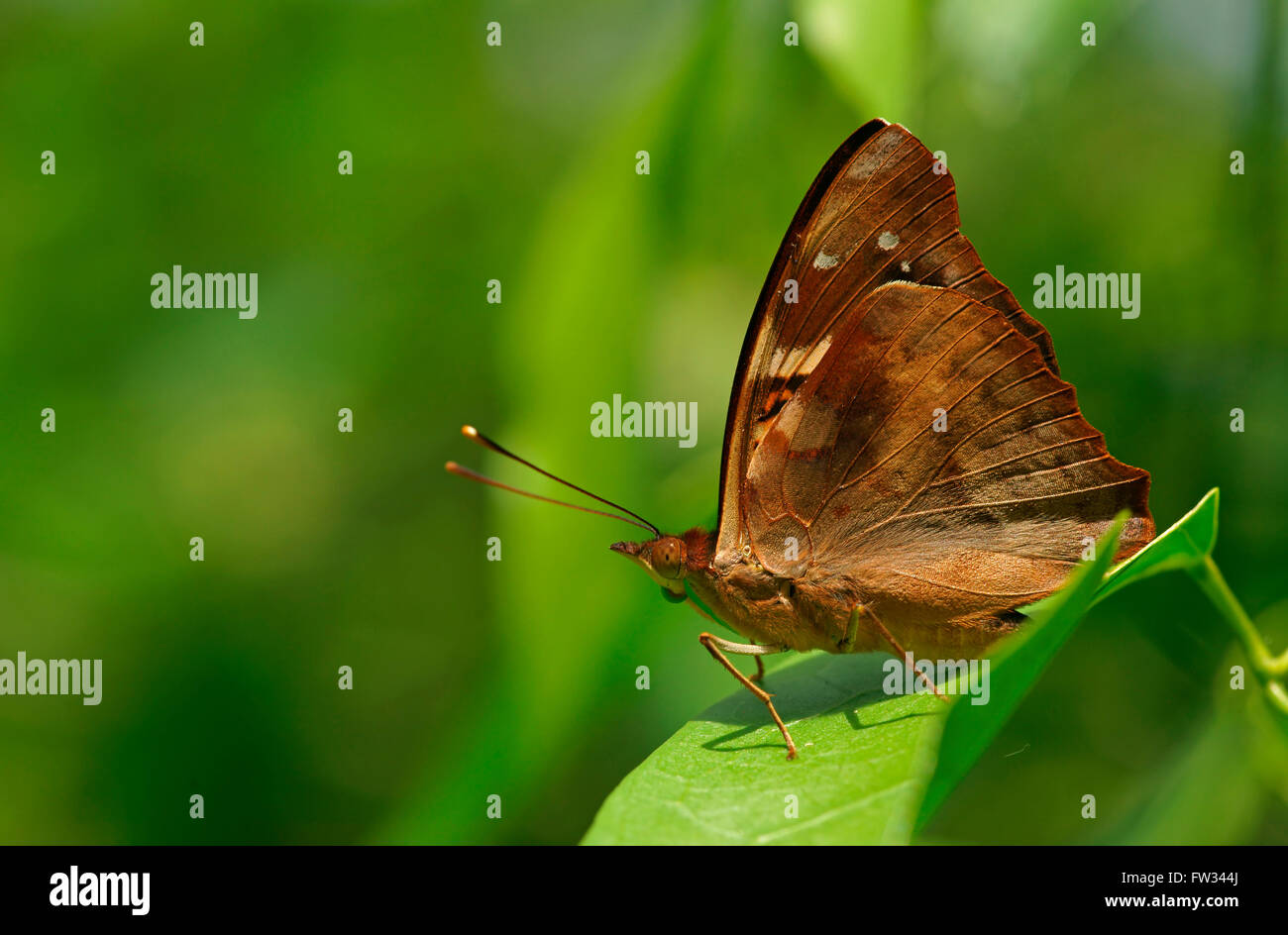 Nymphalidae (Nymphidae) Tropical Butterfly, (Doxocopa linda), Iguazú ...