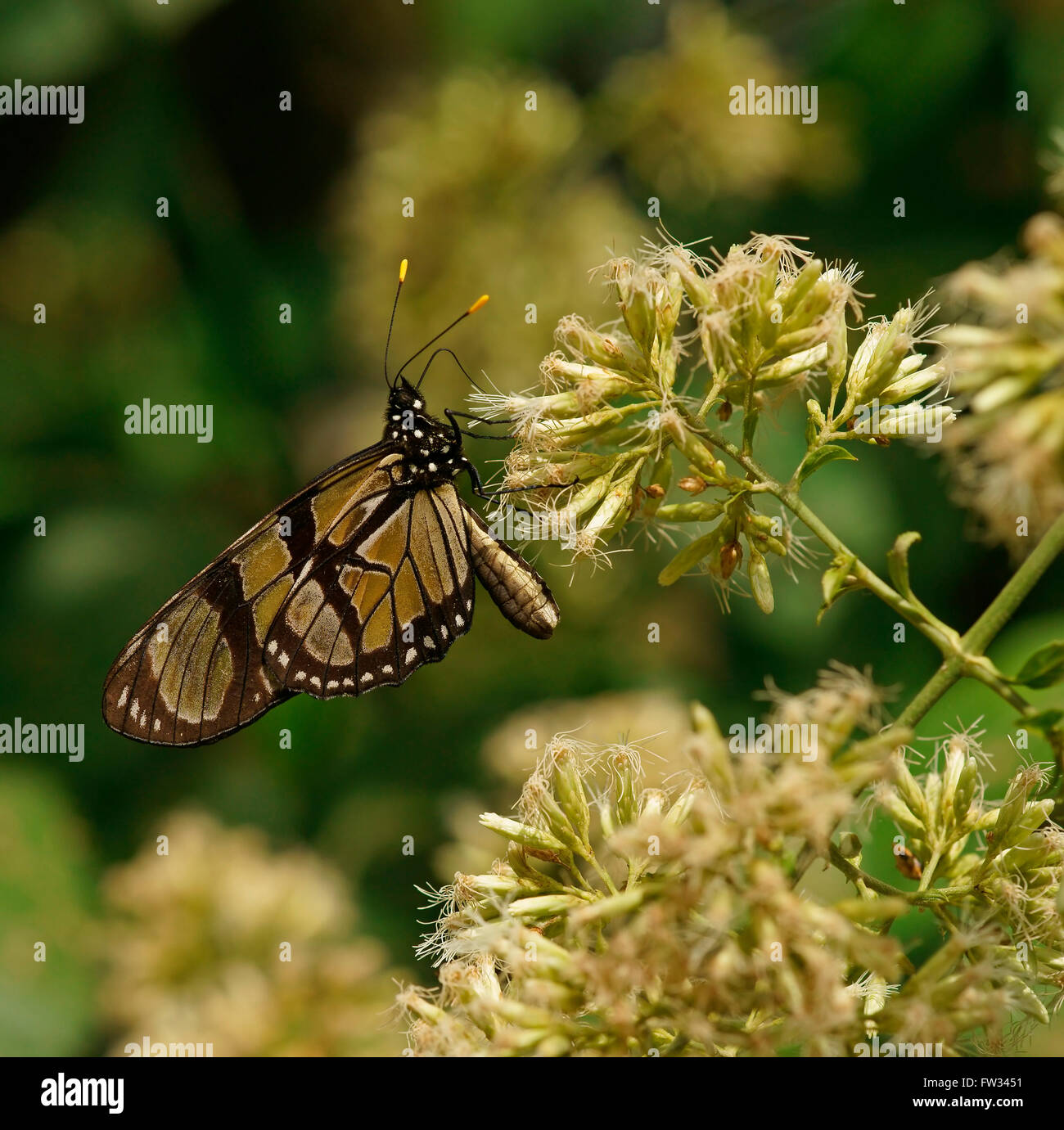 Melantho hi-res stock photography and images - Alamy