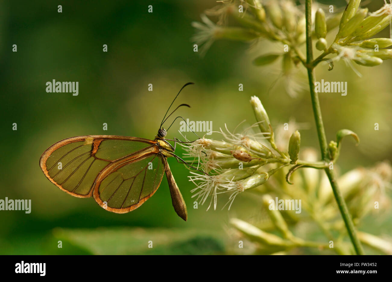 Clearwing butterfly hi-res stock photography and images - Alamy