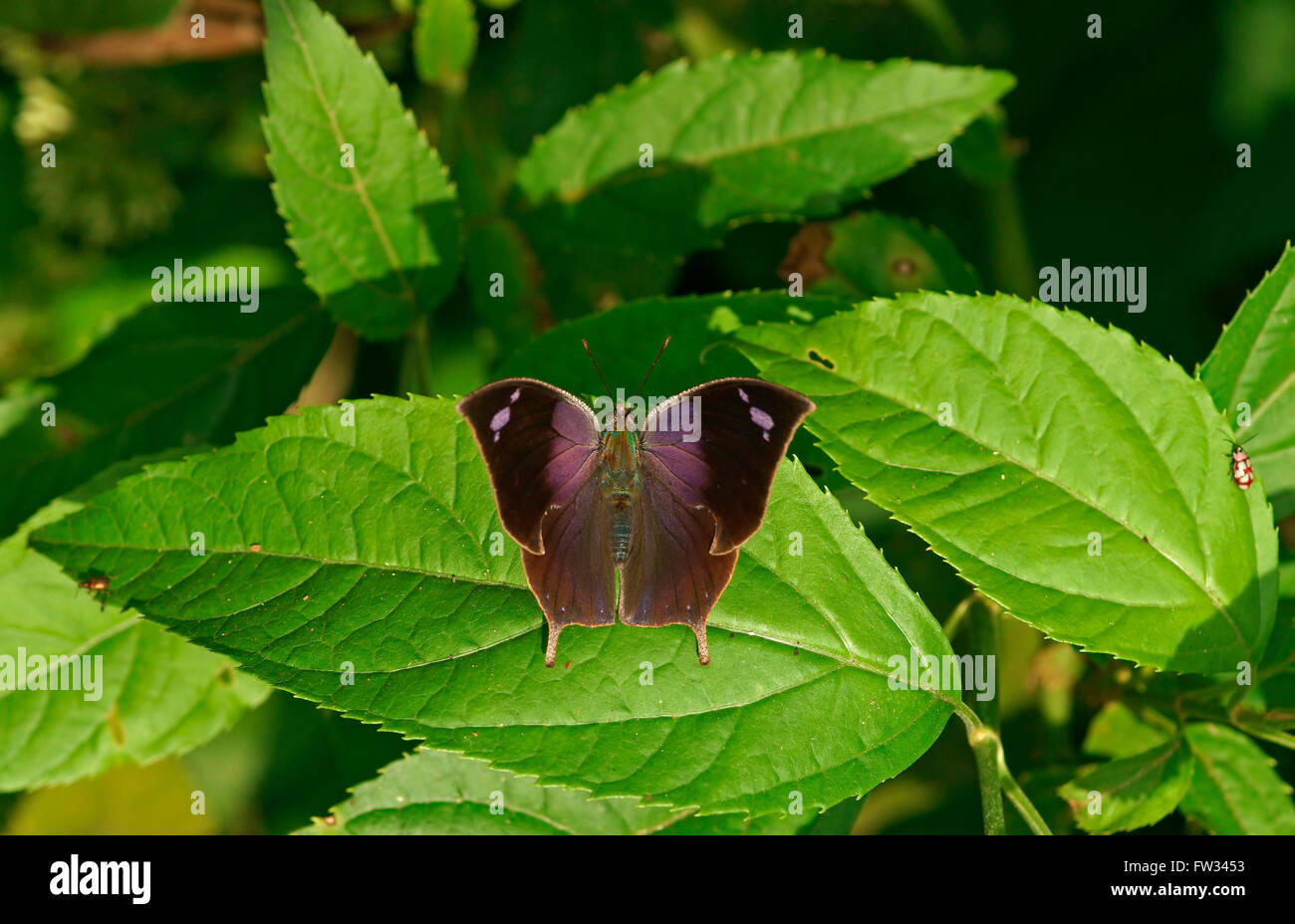 Nymphalidae (Nymphidae) Tropical Butterfly (Memphis Acidalia), Iguazú ...