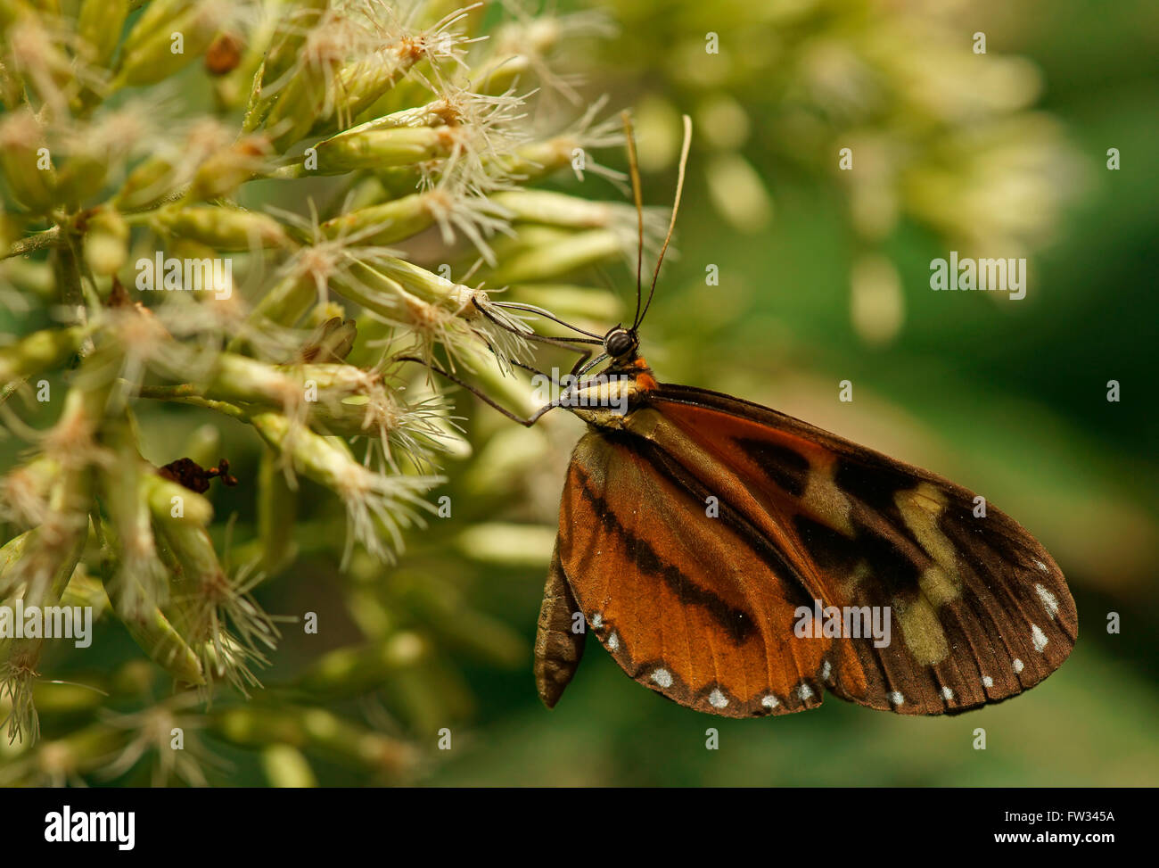 Nymphalidae (Nymphidae) Tropical butterfly (Mechanitis lysimnia ...