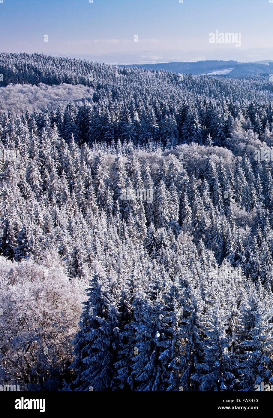 View of snowy trees in Sundern, Sauerland, North Rhine-Westphalia ...