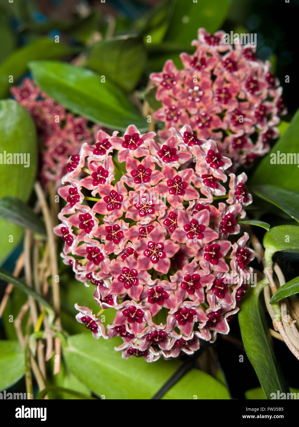 Hoya Flowers Stock Photos & Hoya Flowers Stock Images - Alamy