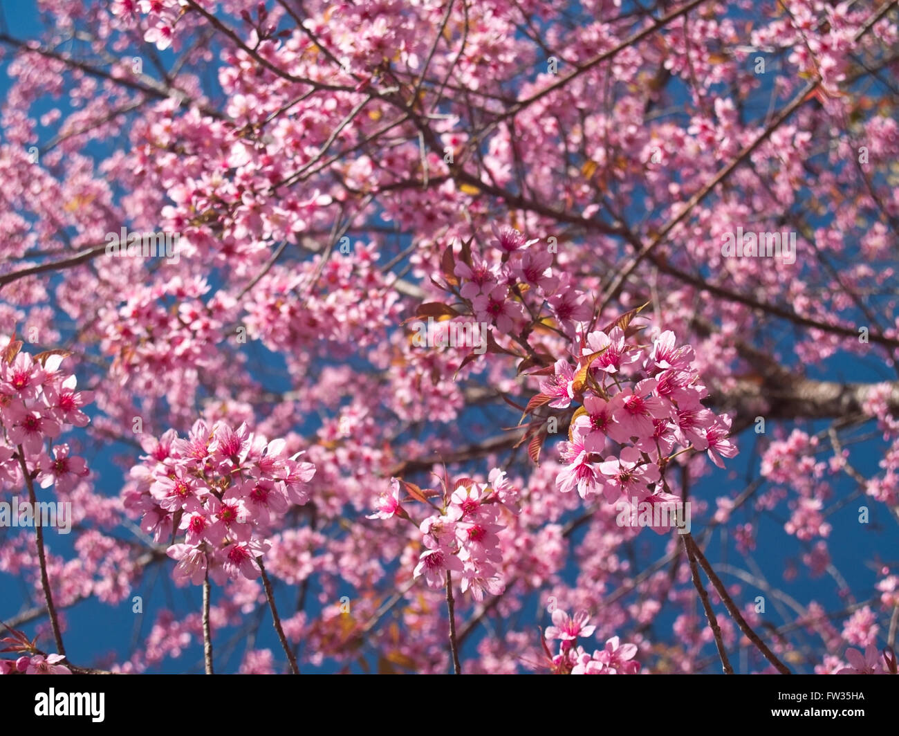 Himalayan cherry tree hi-res stock photography and images - Alamy