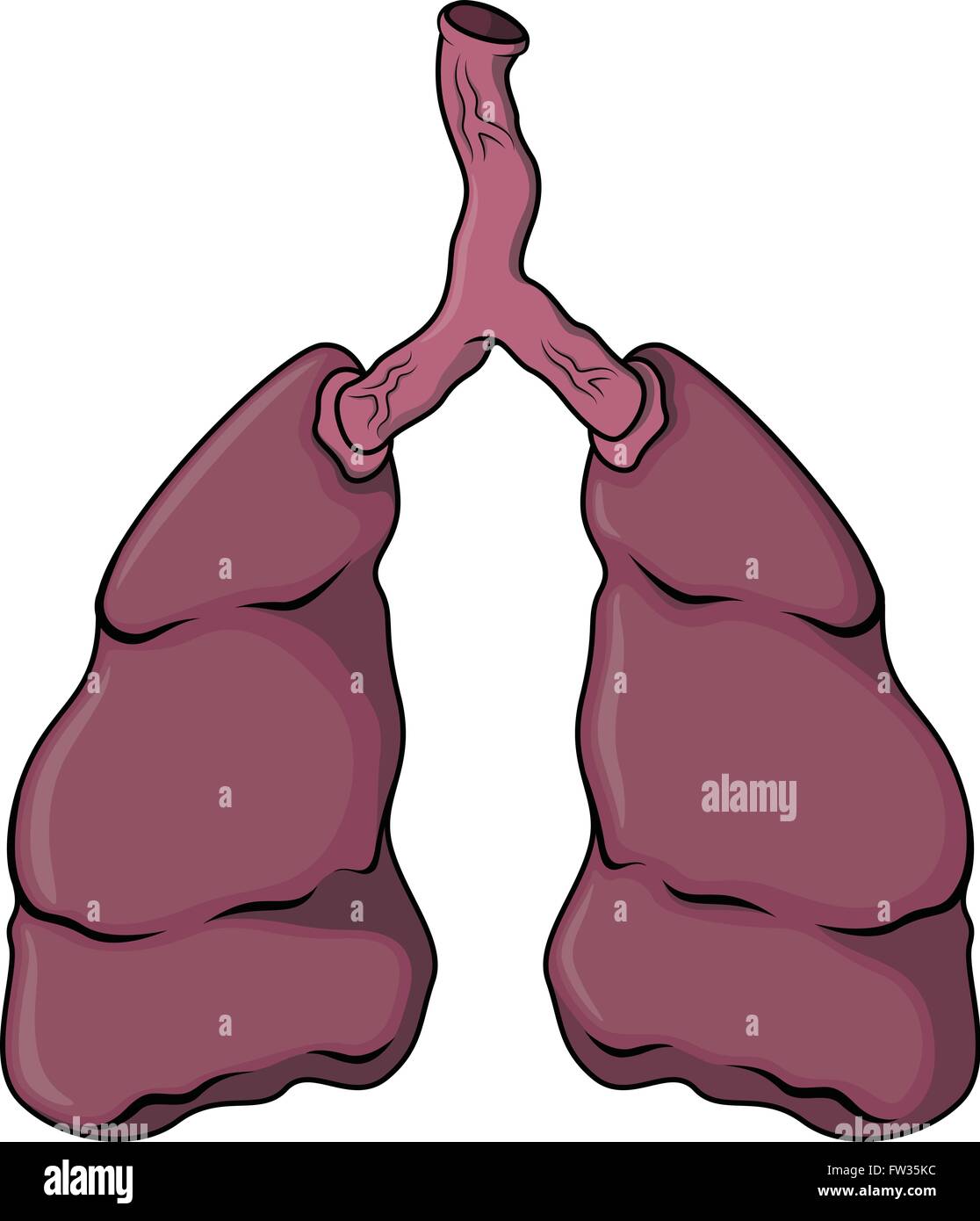 Lungs cartoon illustration Stock Vector Image & Art - Alamy