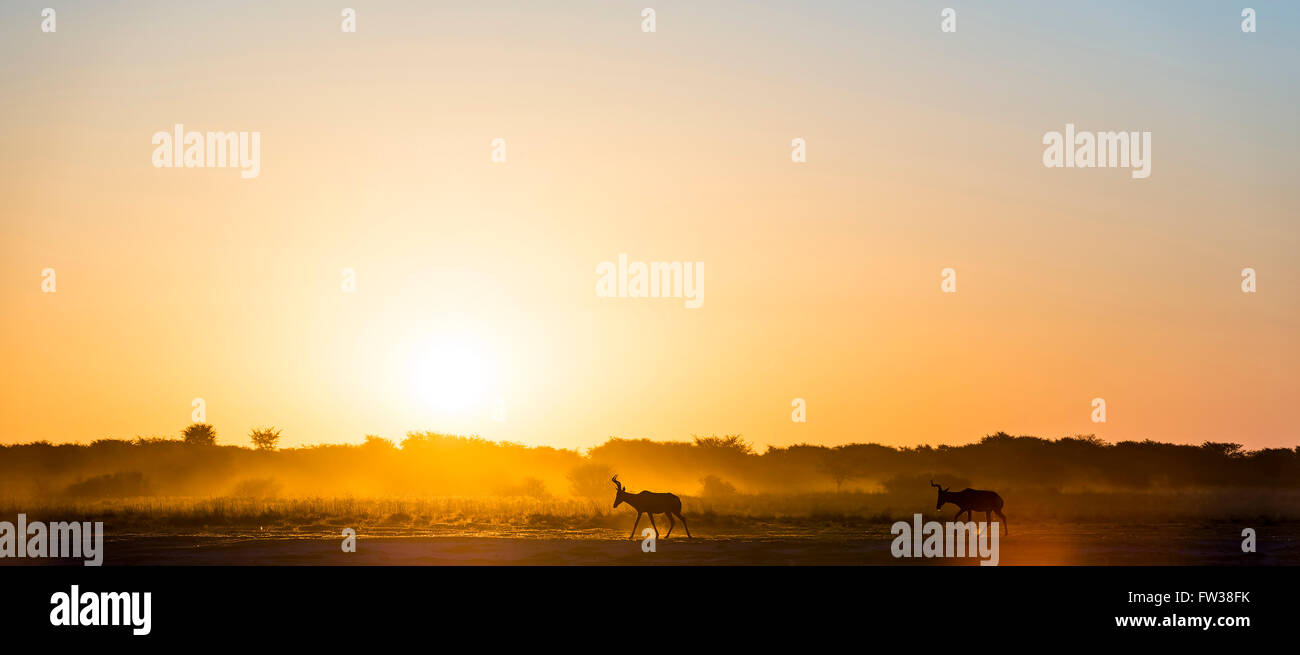 Africa sunset landscape with silhouetted Impala walking on the dusty ...