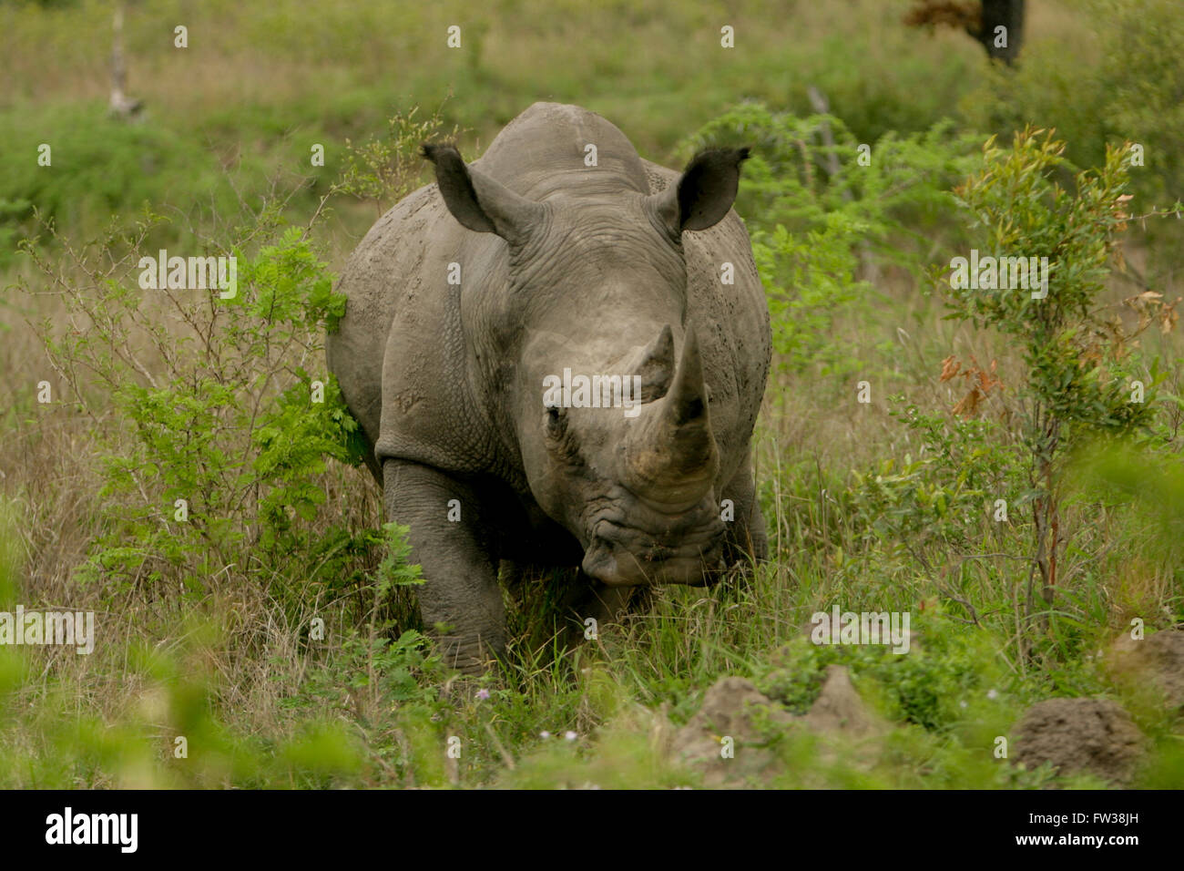 Rino hi-res stock photography and images - Alamy