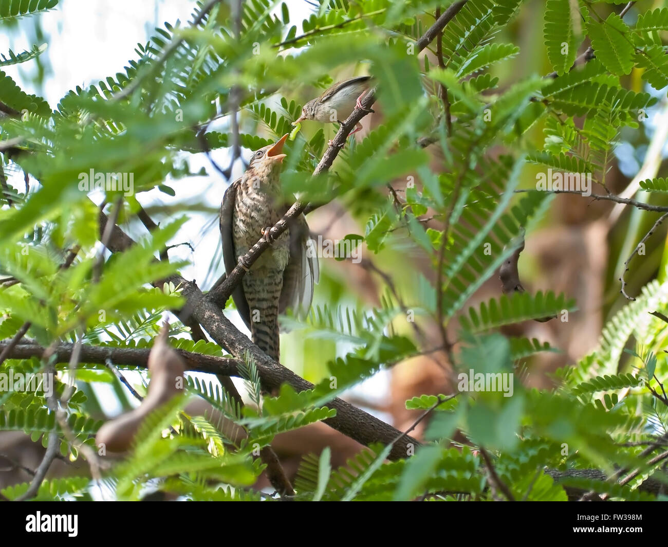 Common Tailorbird feeding Female Asian Koel like stepmother Stock Photo ...