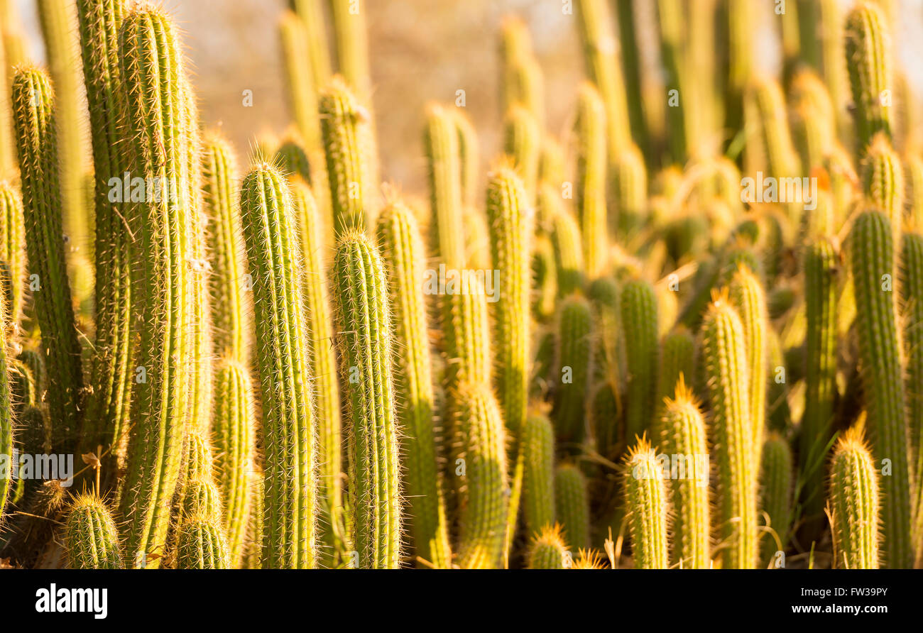 Cactus field with tall green cacti with large spikes with sunset light ...