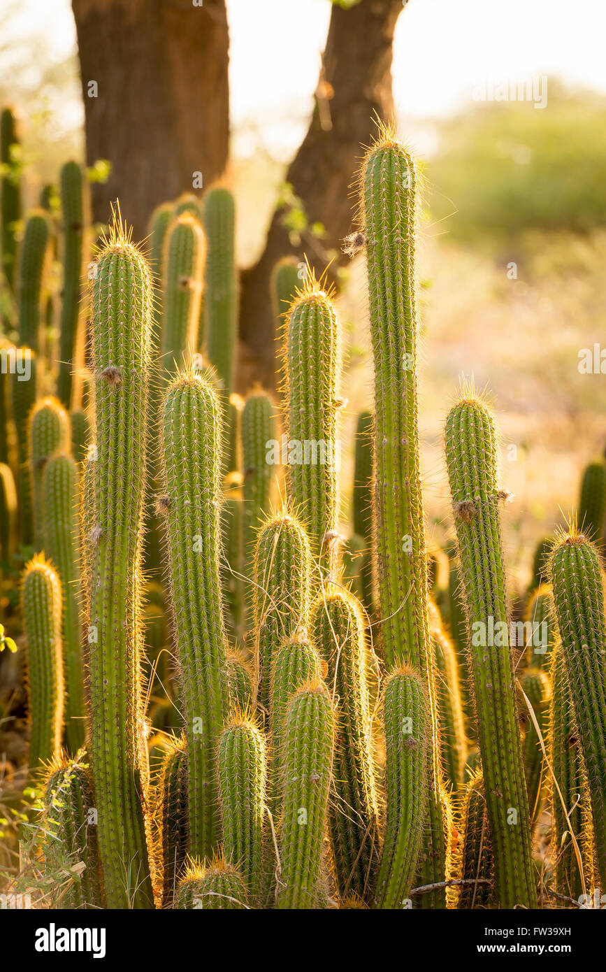 Cactus field with tall green cacti with large spikes with sunset light ...