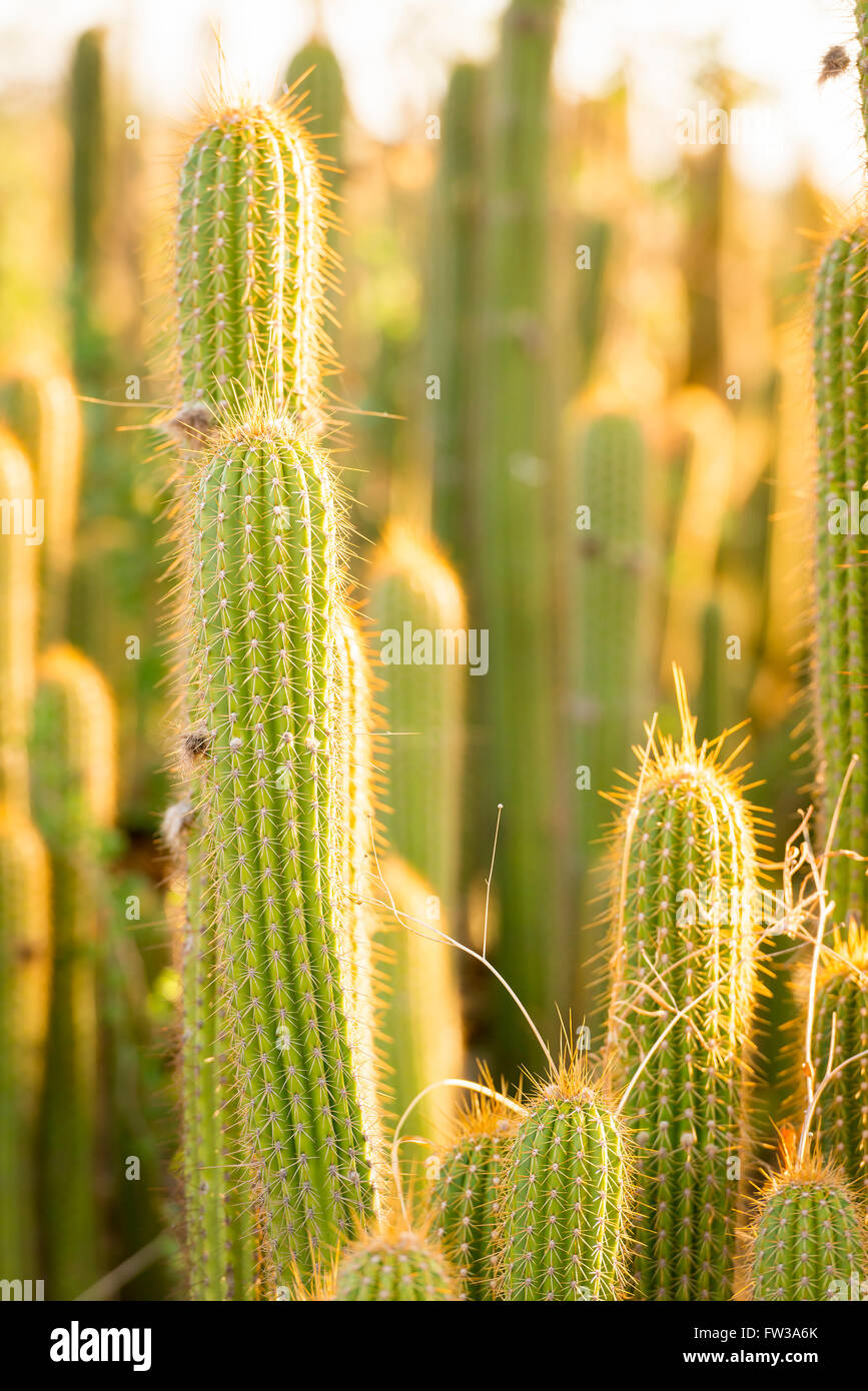 Cactus field with tall green cacti with large spikes with sunset light ...