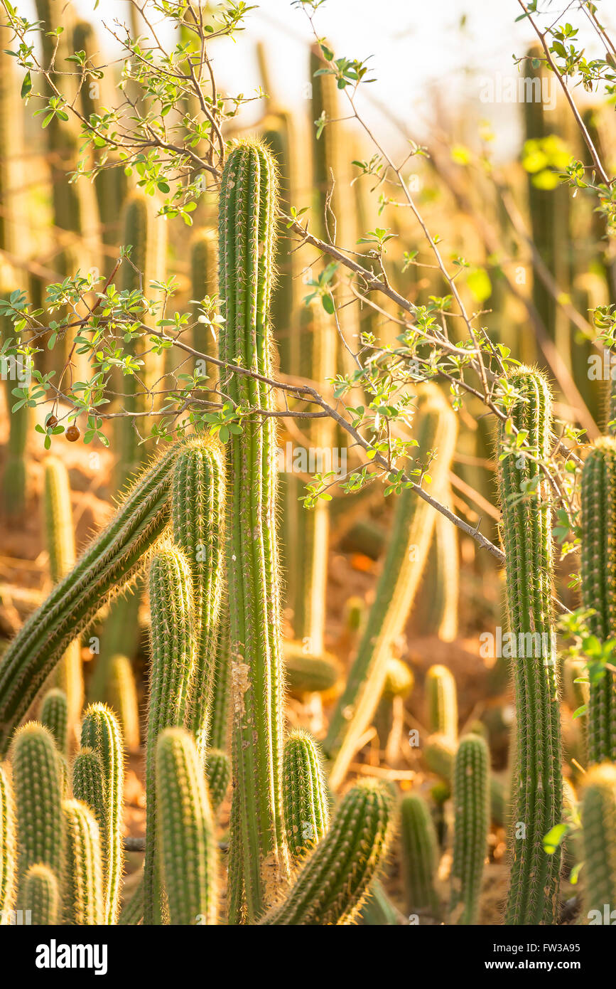 Cactus field with tall green cacti with large spikes with sunset light ...