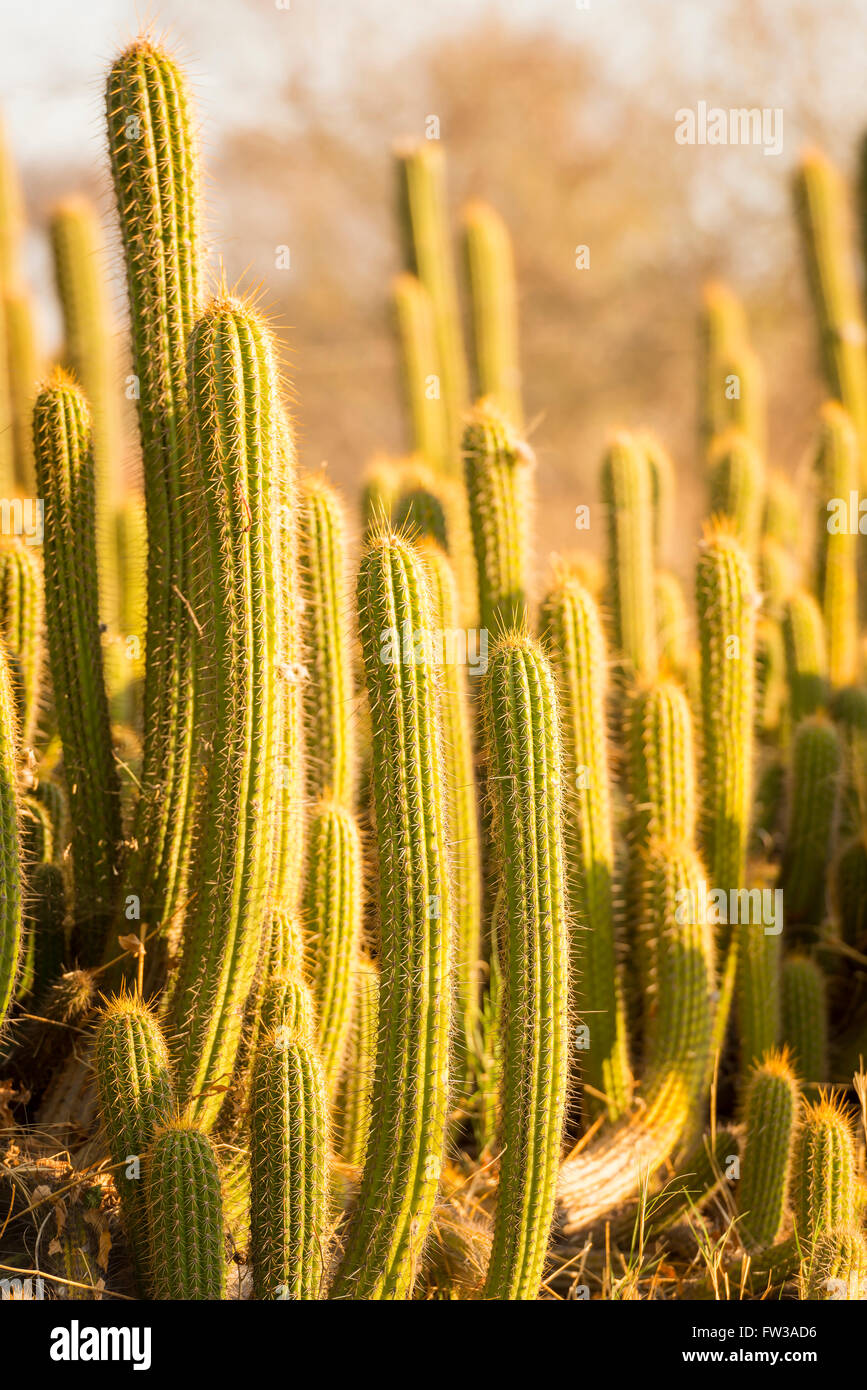 Cactus plants with tall green cacti with large spikes with sunset light Stock Photo - Alamy