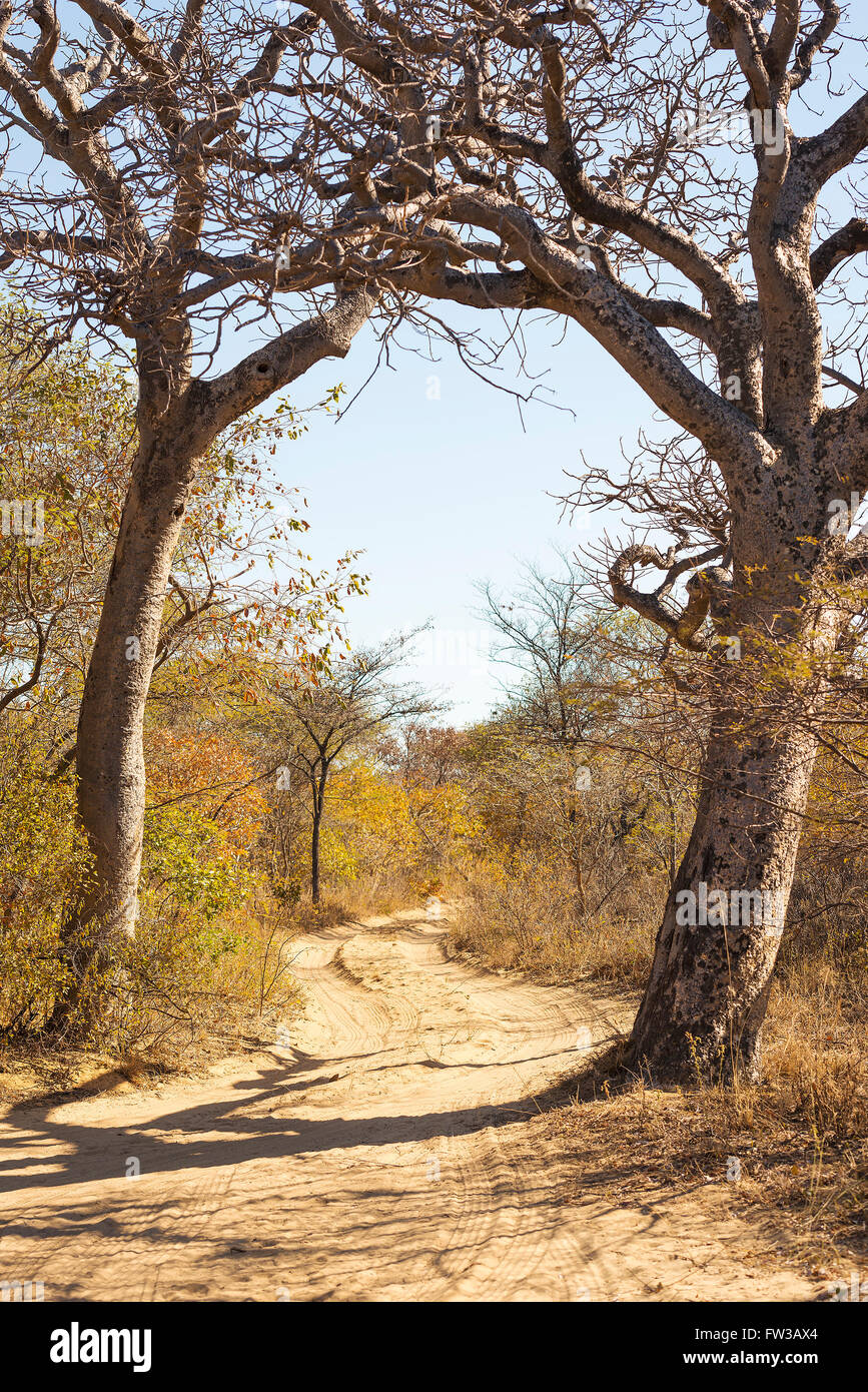 Botswana trees hi-res stock photography and images - Alamy