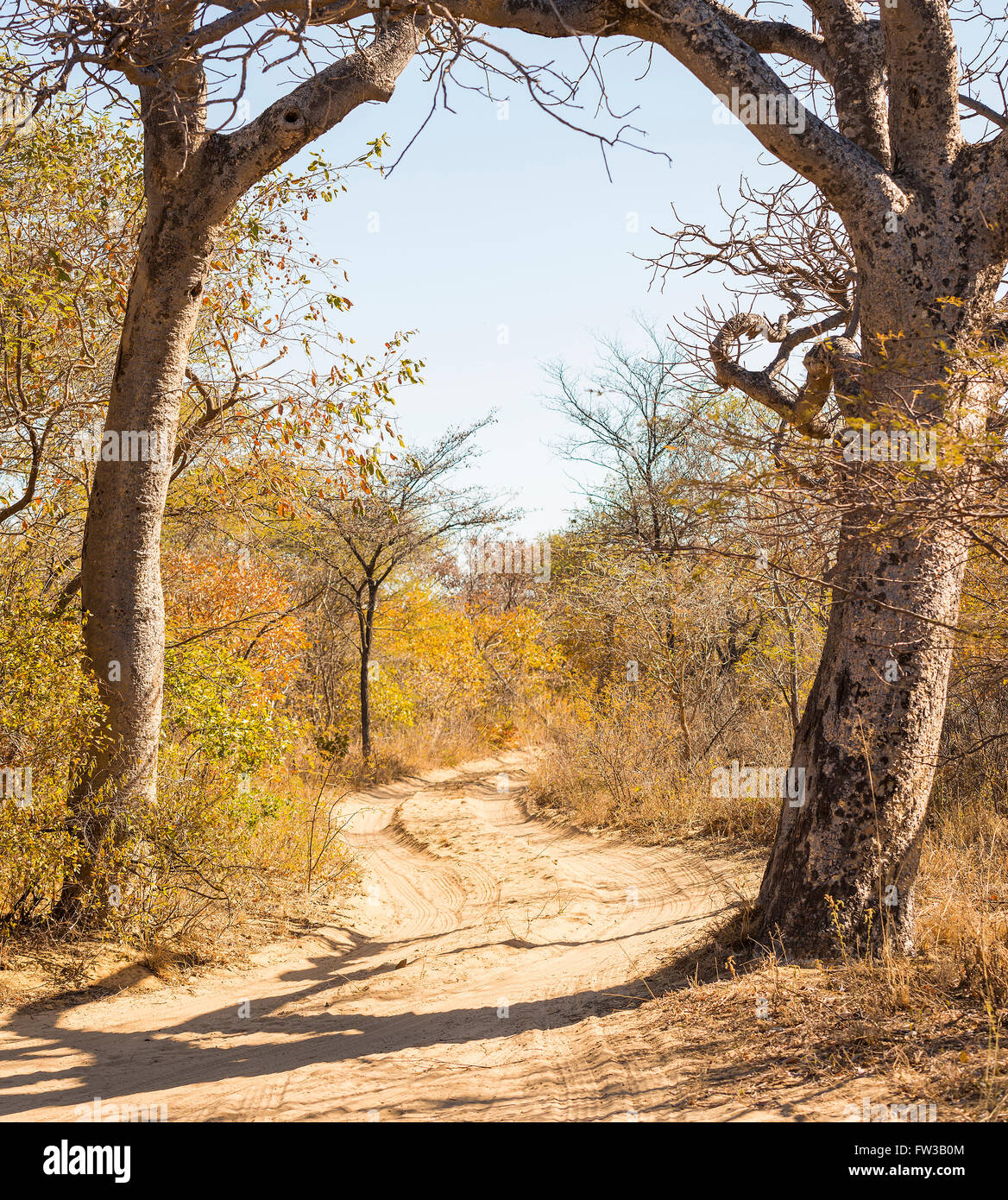 Winding bush road hi-res stock photography and images - Alamy