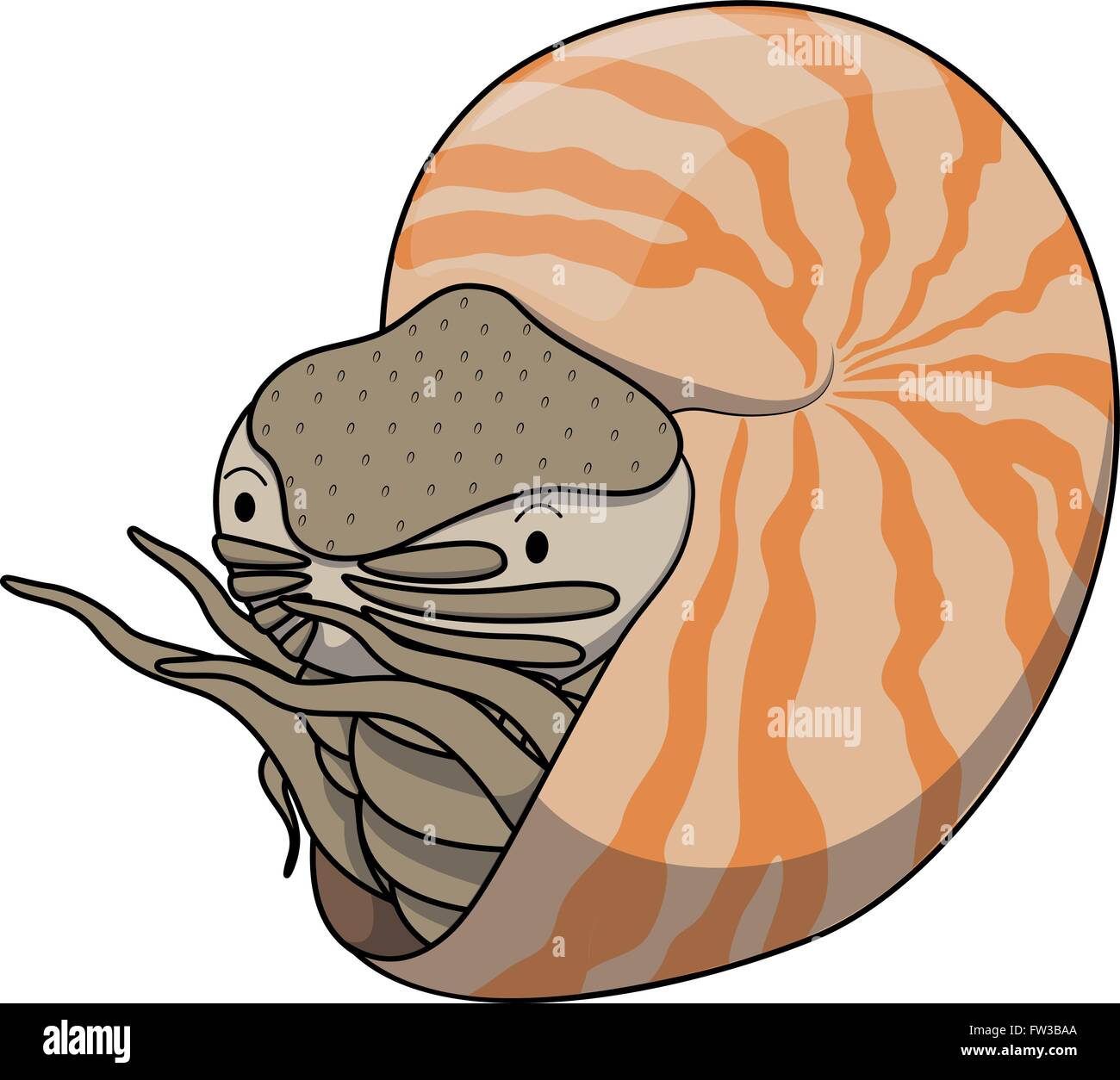 Chambered nautilus Stock Vector Images - Alamy