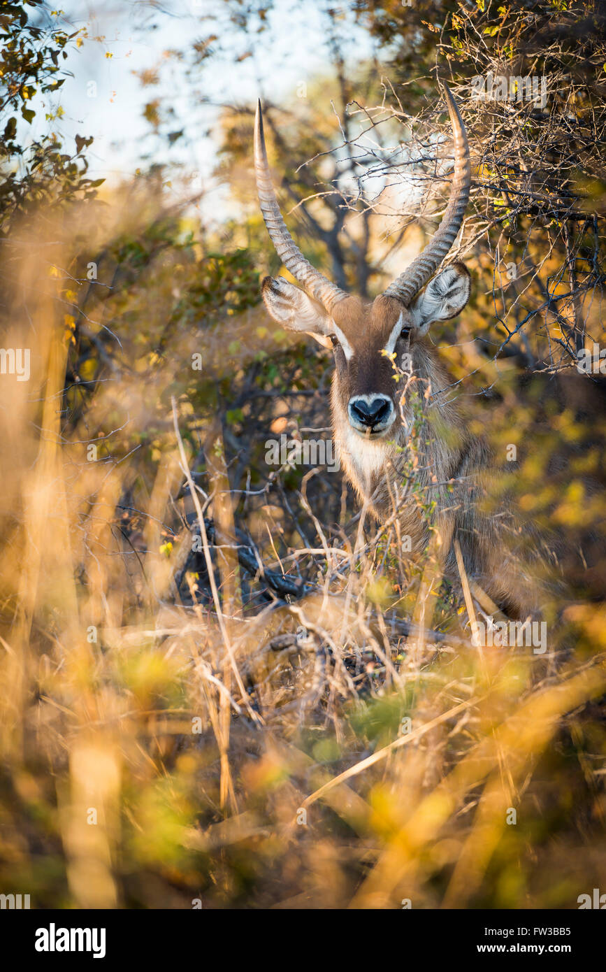 Greater Kudu in the bush in Botswana, Africa Stock Photo - Alamy