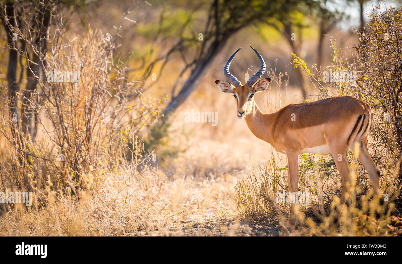 Impala africa hi-res stock photography and images - Alamy