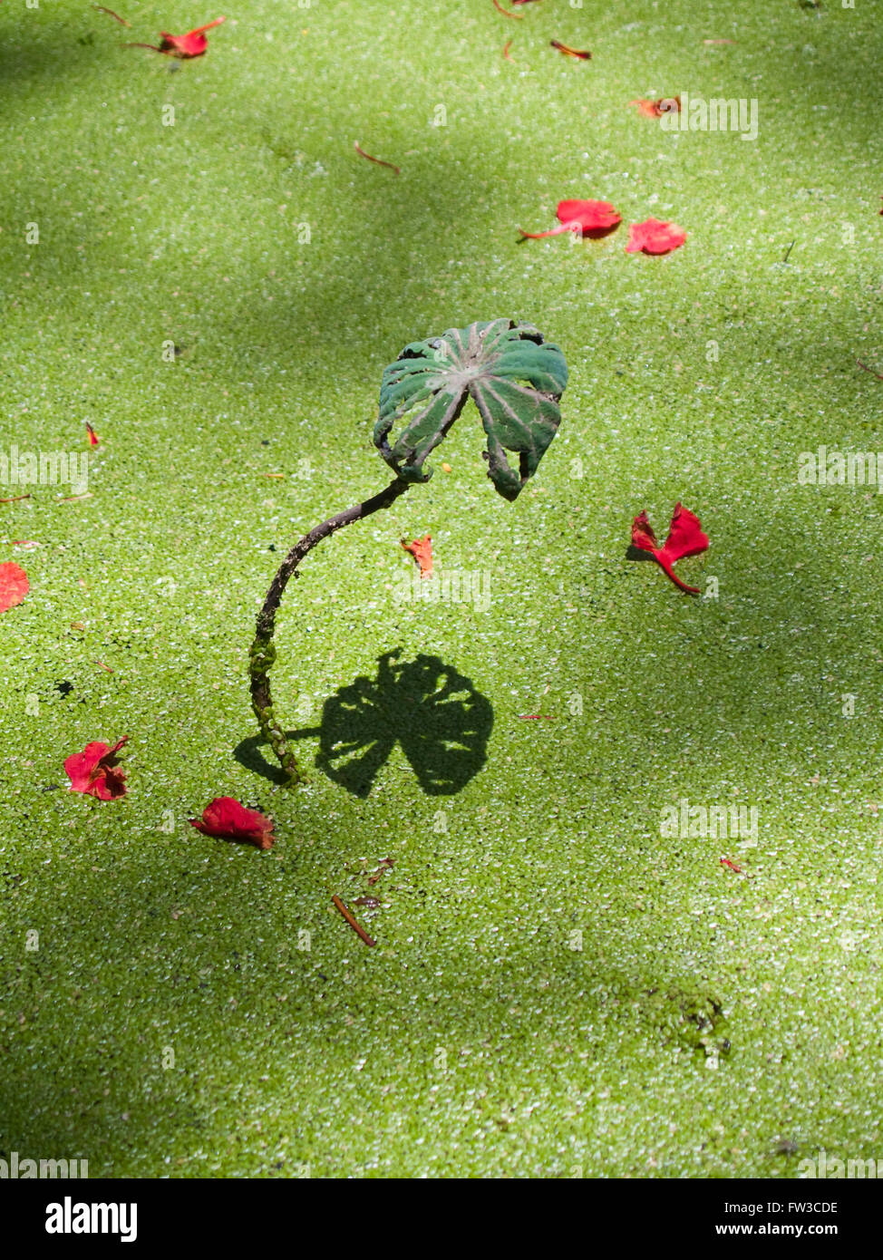 Red lotus tree hi-res stock photography and images - Alamy
