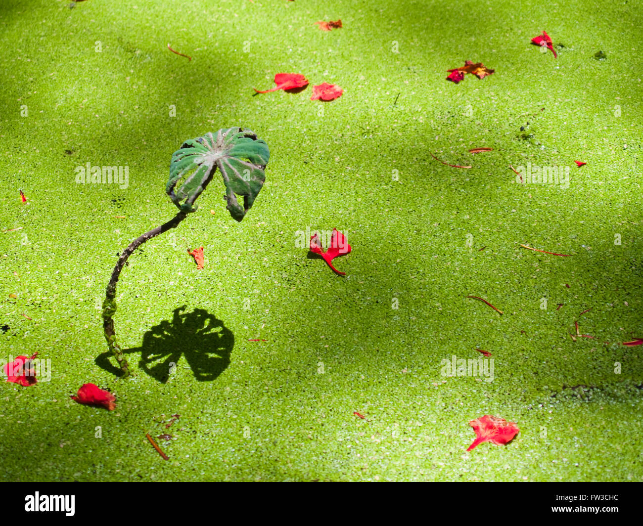 Red lotus tree hi-res stock photography and images - Alamy