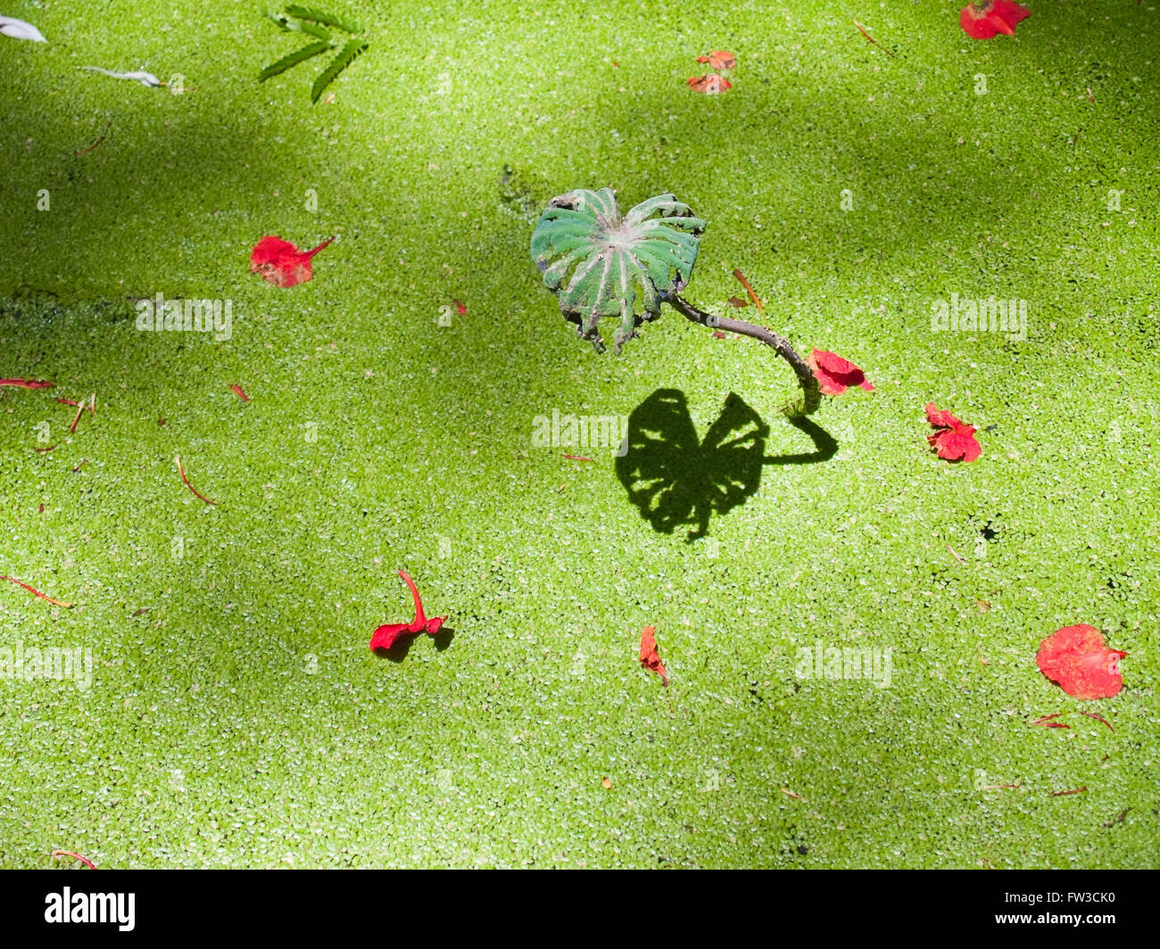 Leaf density hi-res stock photography and images - Alamy