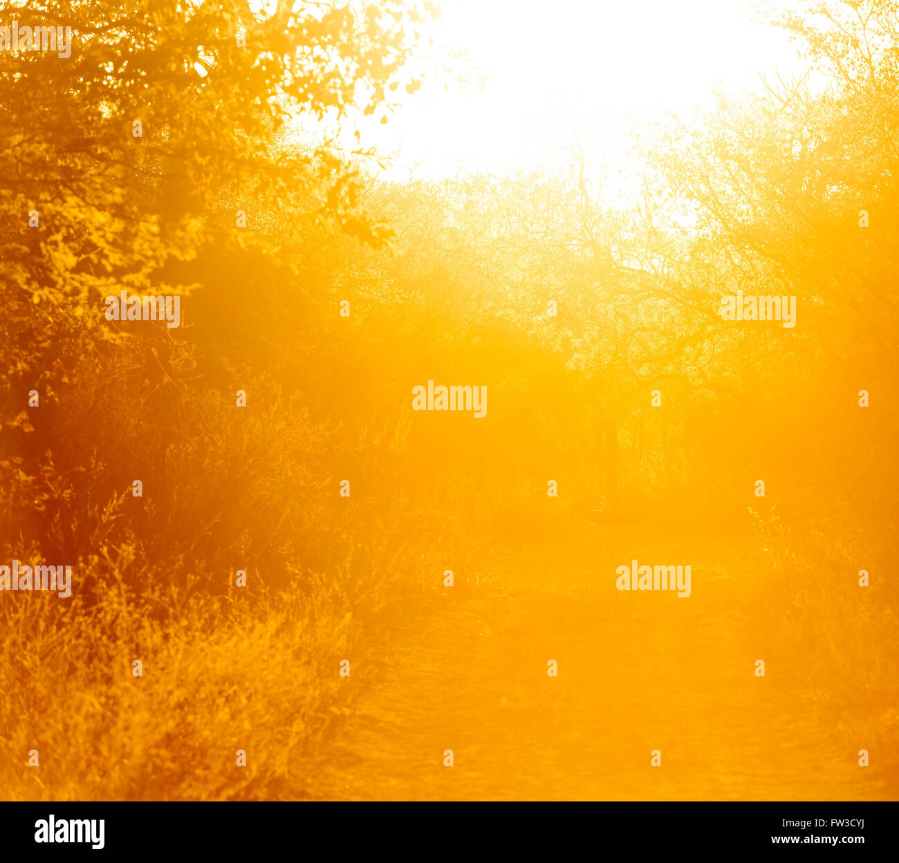 Sunset background of a golden glow in the forest with sunset light ...