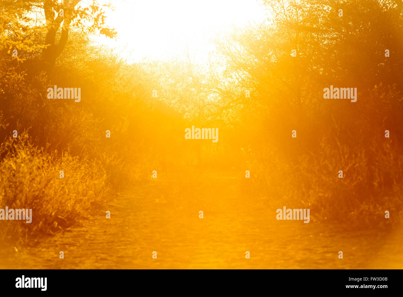 Sunset background of a golden glow in the forest with sunset light ...