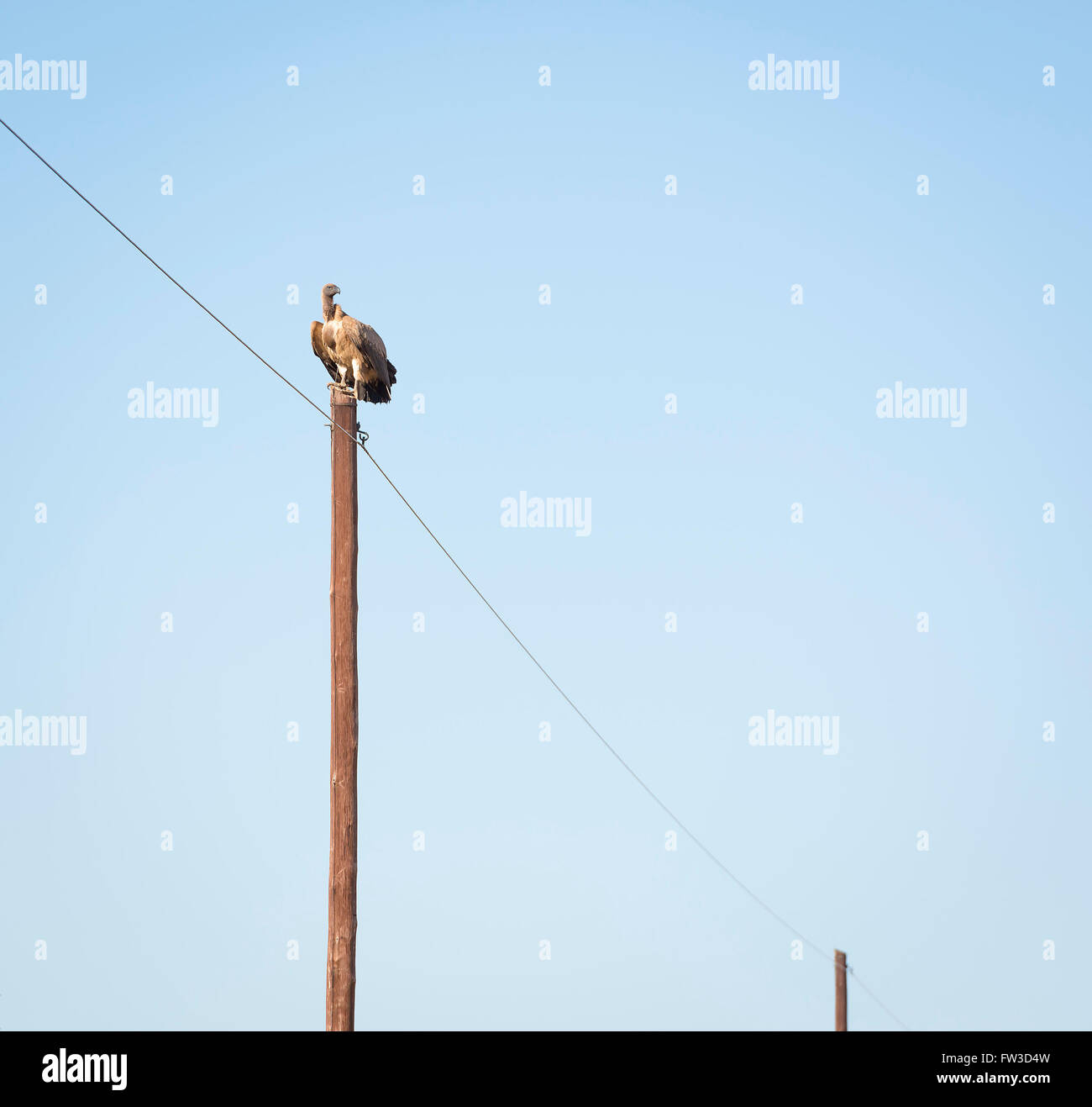 Vulture perched up high on a power pole against clear blue sky in ...