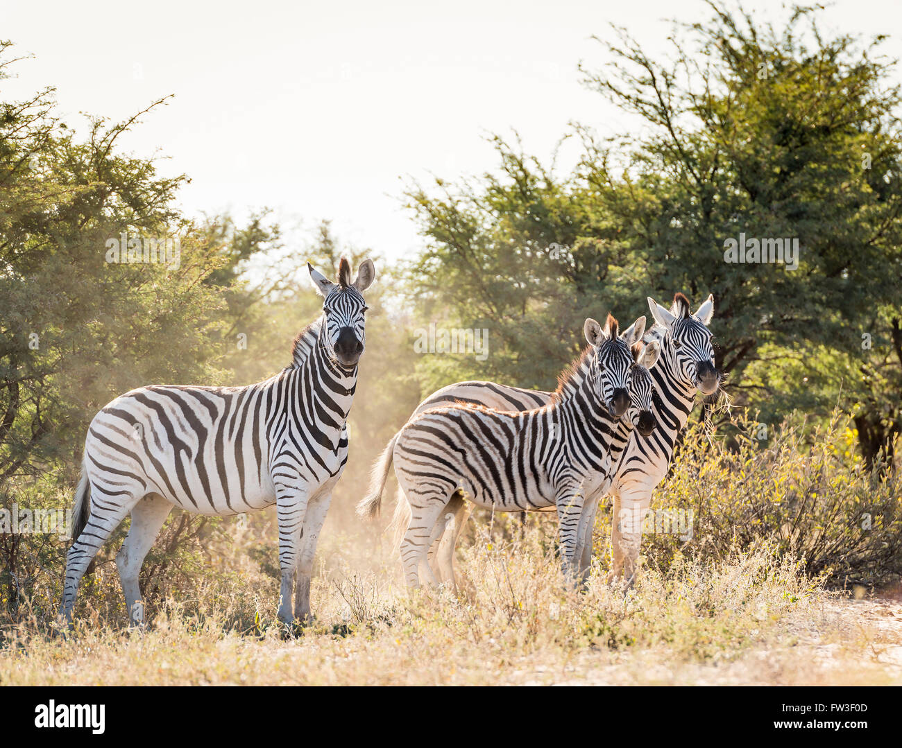 Zebra family with baby Zebra in Botswana, Africa Stock Photo - Alamy