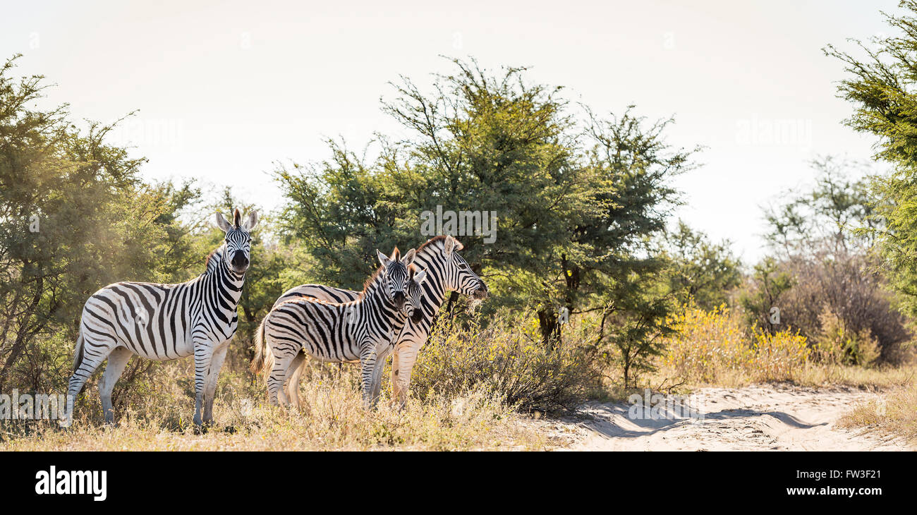 Zebra family with baby Zebra in Botswana, Africa Stock Photo - Alamy