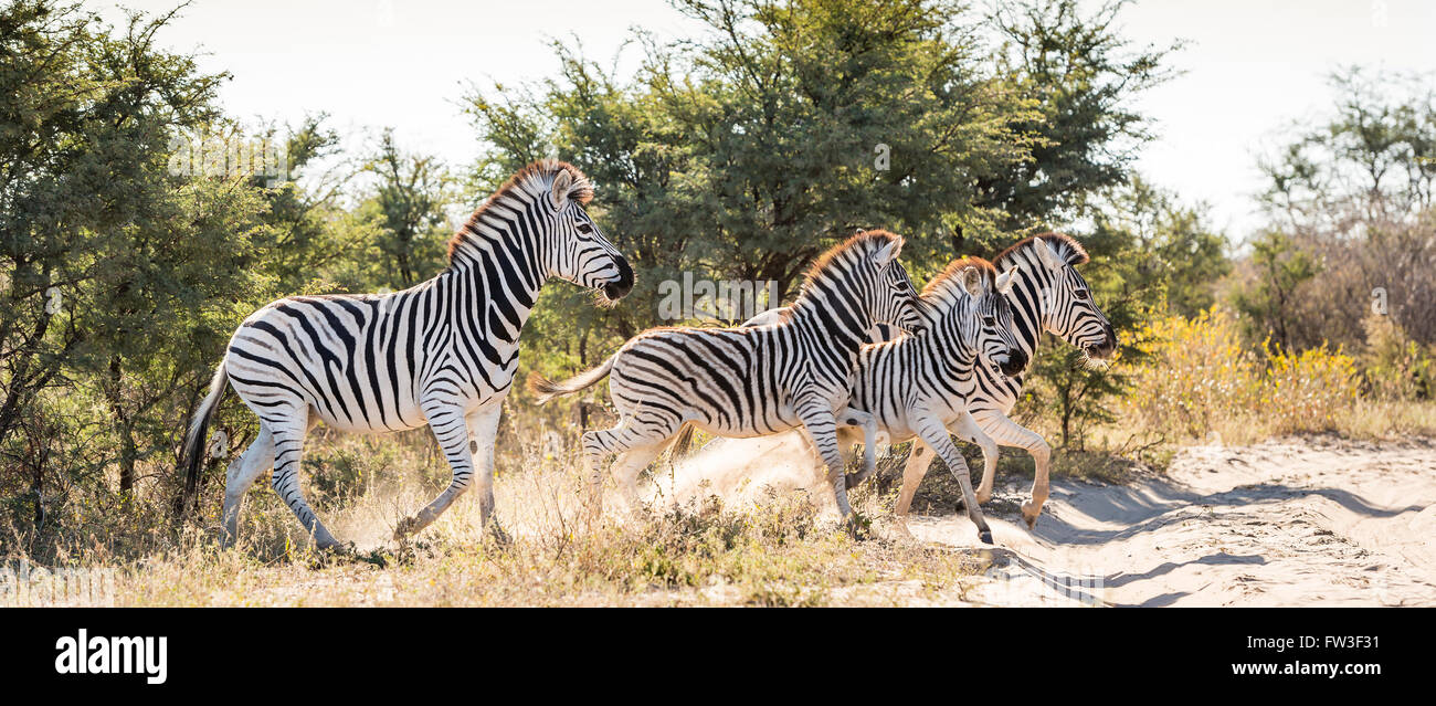 Zebra family with baby Zebra in Botswana, Africa Stock Photo - Alamy