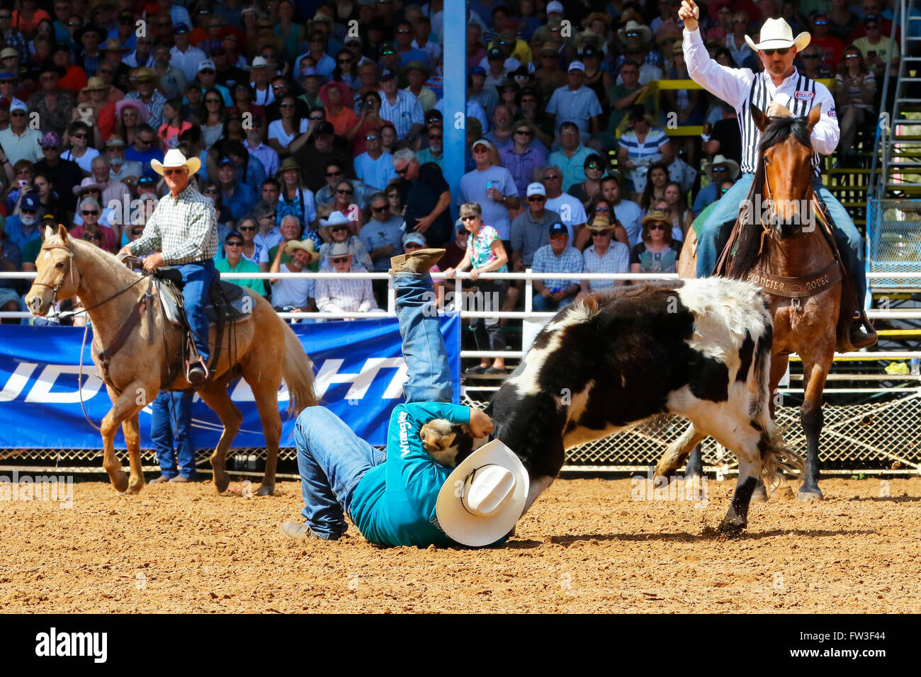 Cowboy taking down a bull during the rodeo at Arcadia, Florida, America ...
