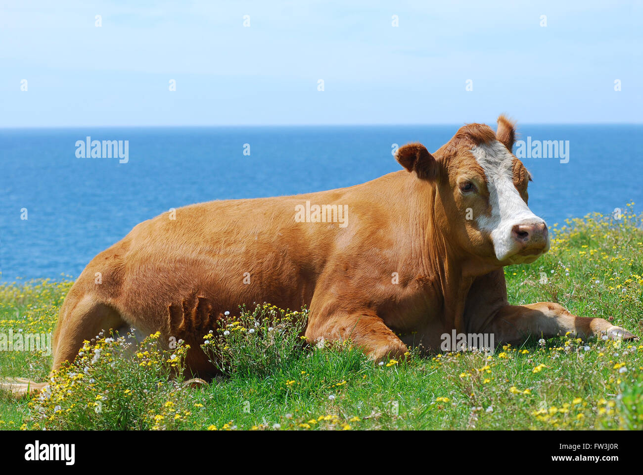 A cow sitting in a feild Stock Photo - Alamy