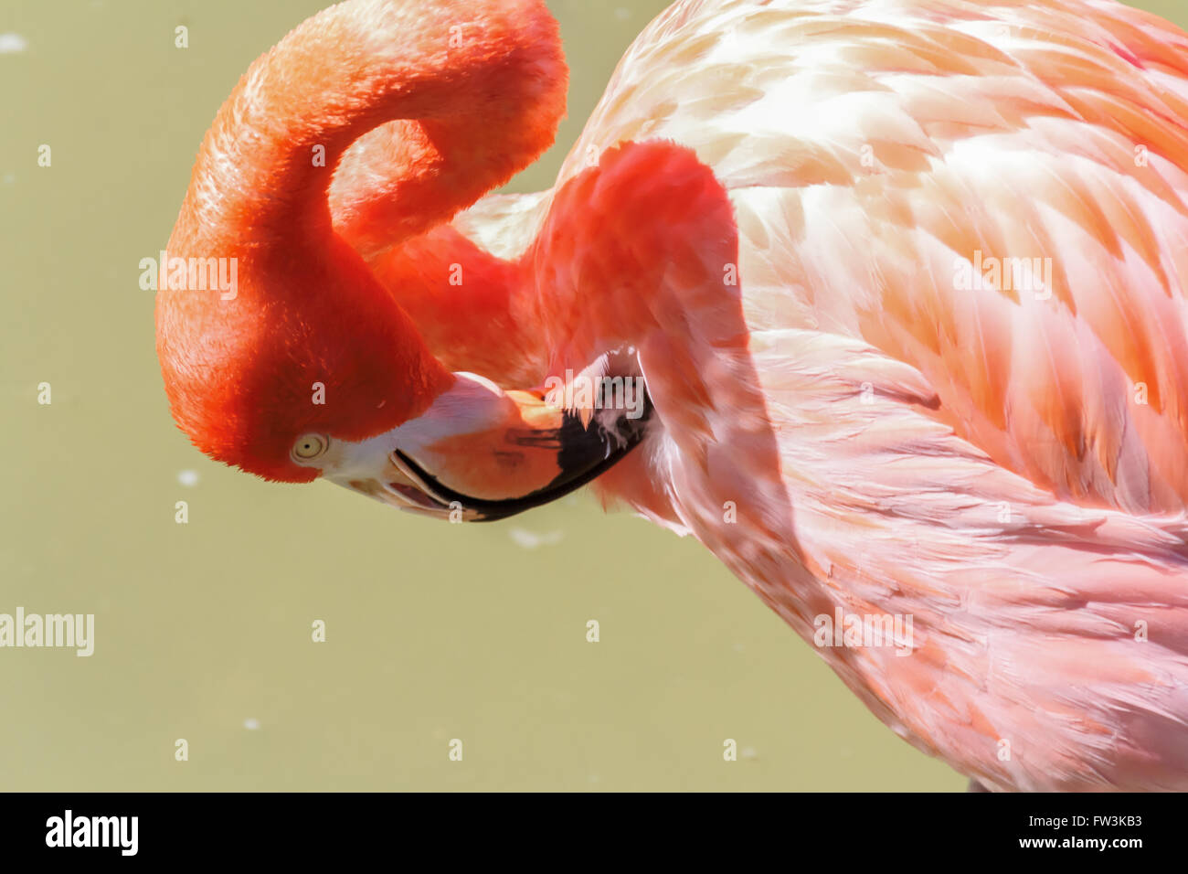 Flamingo close up feathers hi-res stock photography and images - Alamy