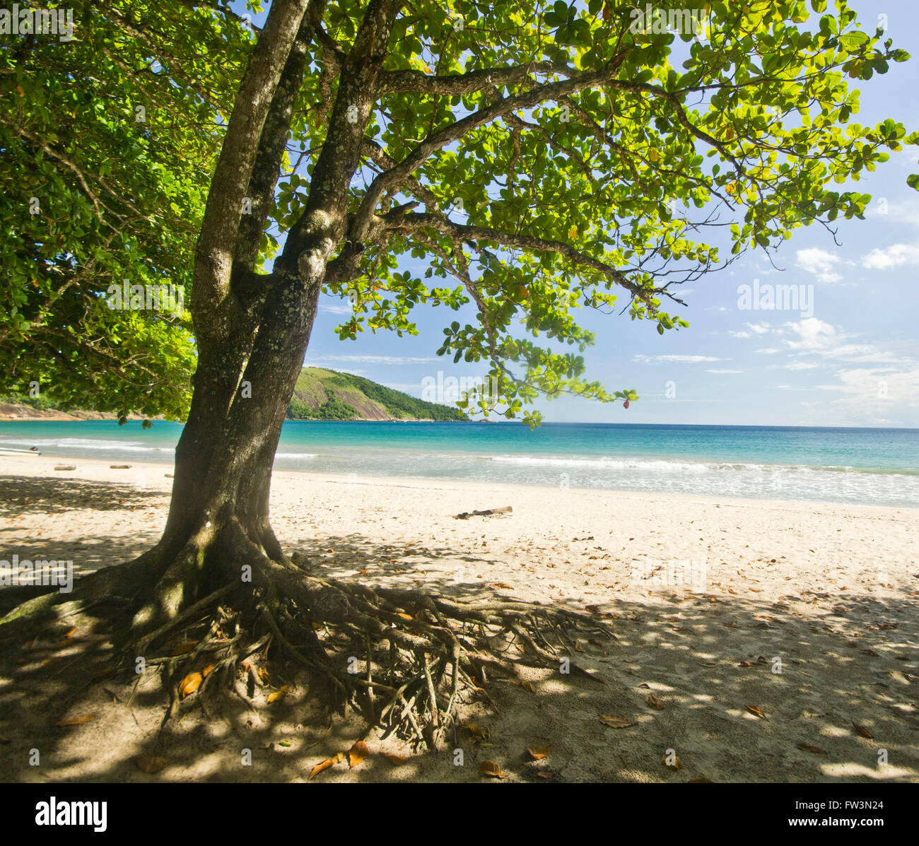 Big tree with open roots with shadow on brasilian beach with white sand ...