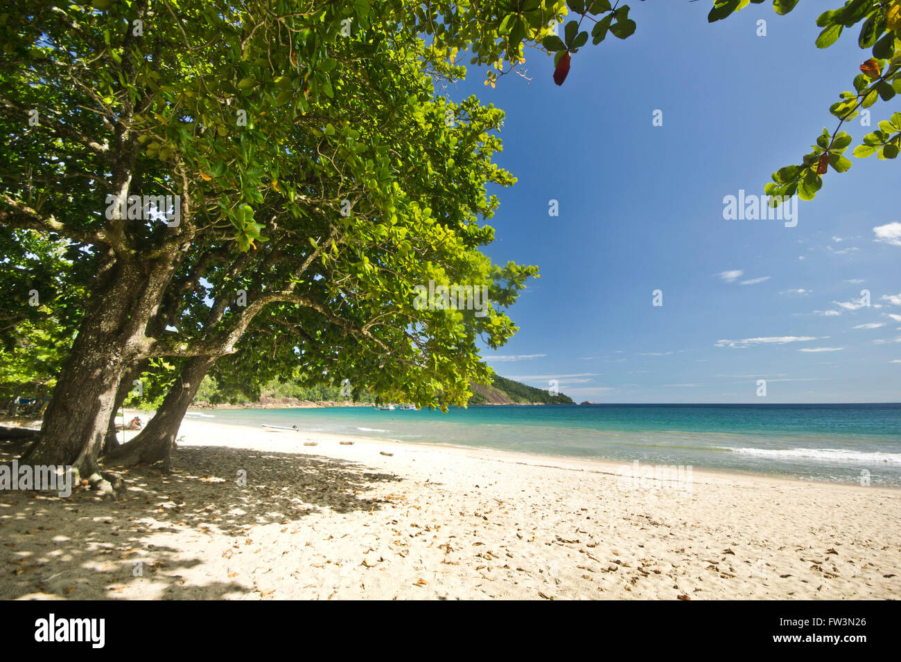 Big tree with open roots with shadow on brasilian beach with white sand ...