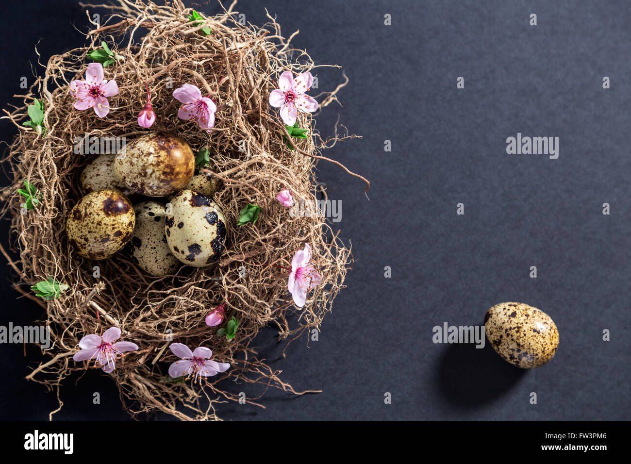 Quail eggs in nest with white spring flowers and buds Stock Photo - Alamy