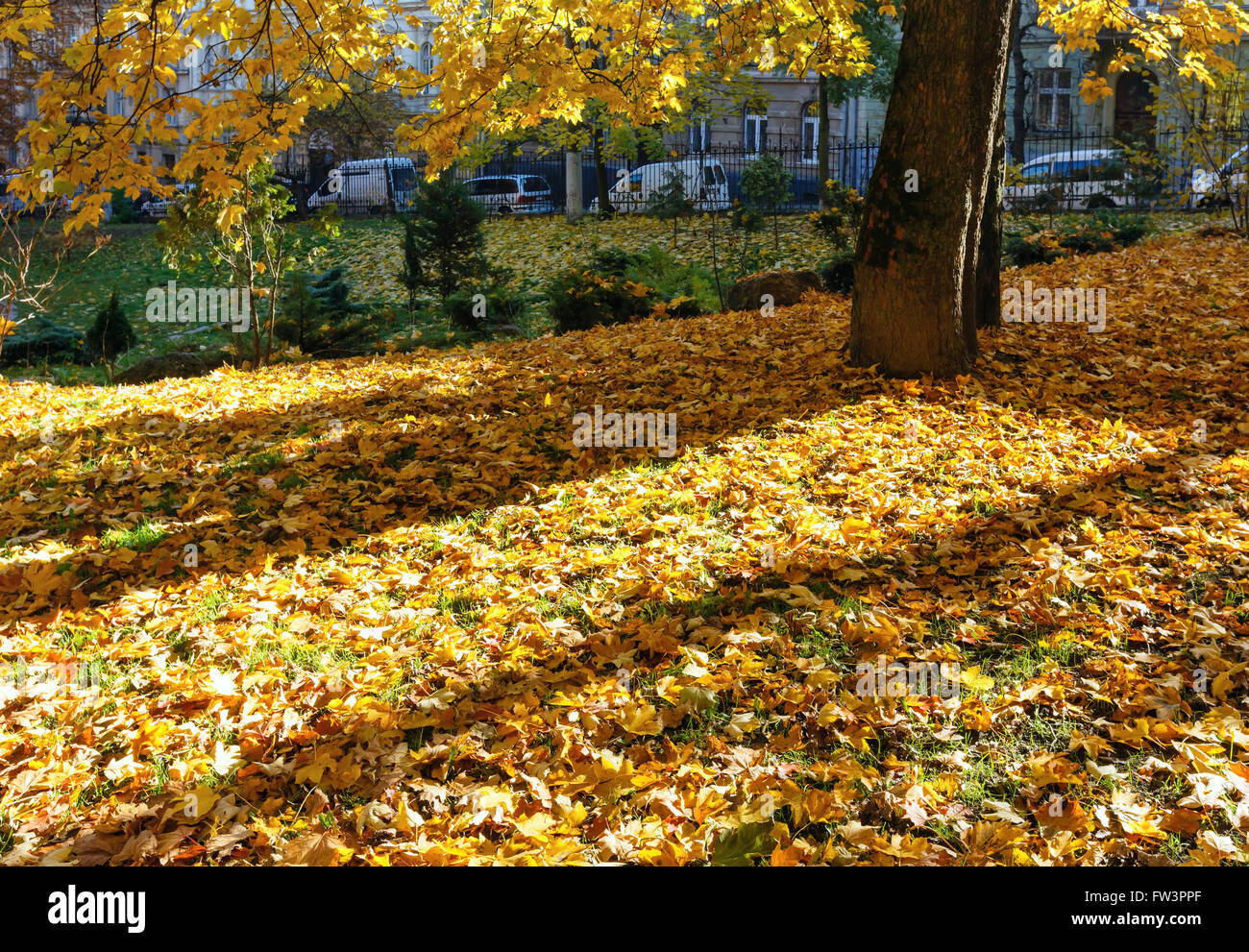 Autumn city park with yellow leaves under trees Stock Photo - Alamy