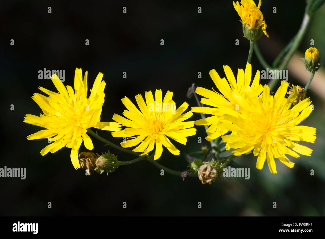 Leafy Hawkweed High Resolution Stock Photography and Images - Alamy