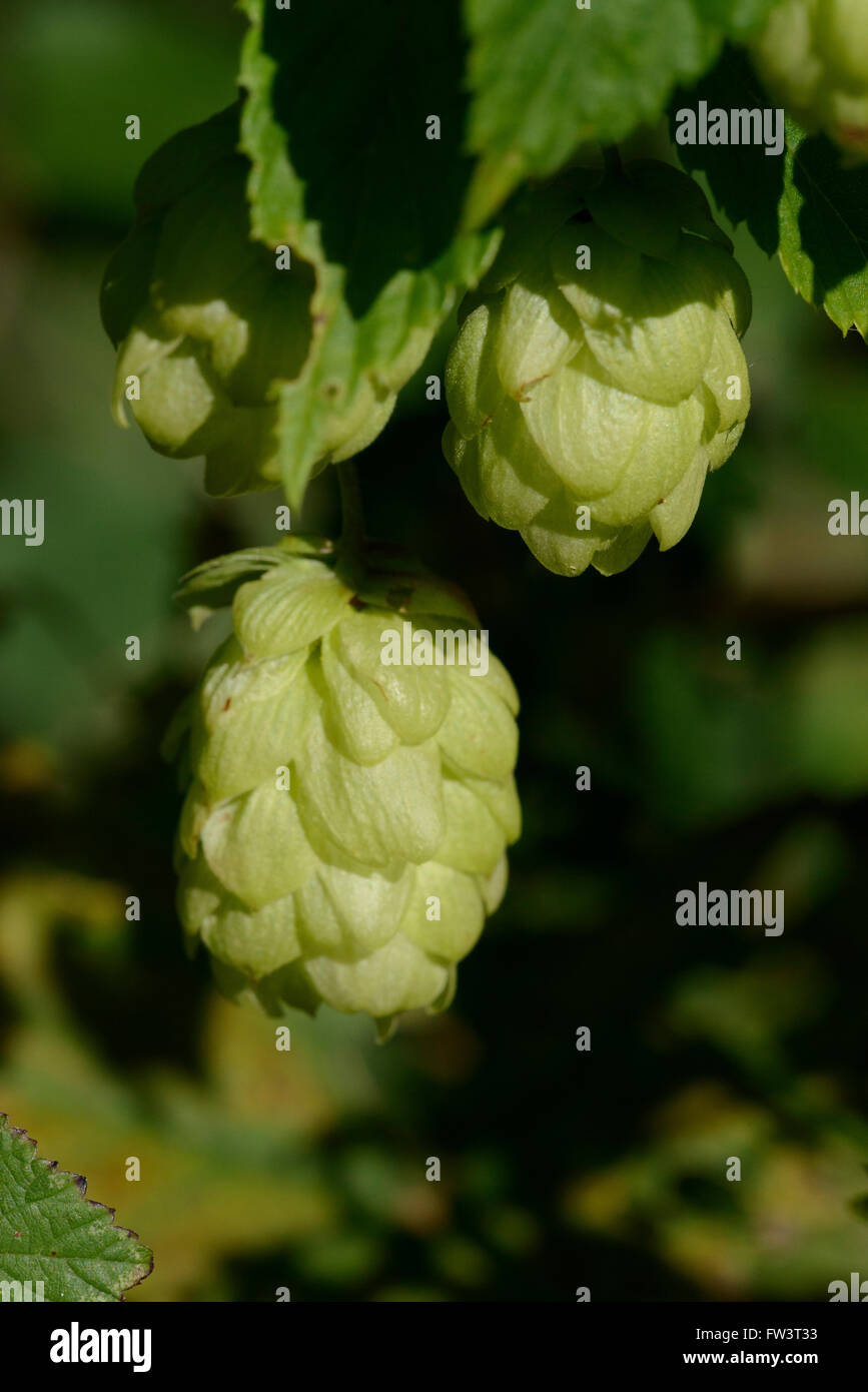 Hop (Humulus lupulus), female flower Stock Photo - Alamy