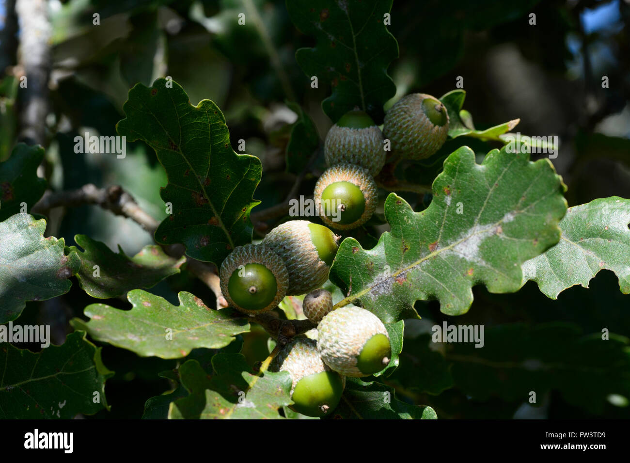 Quercus petraea acorns hi-res stock photography and images - Alamy