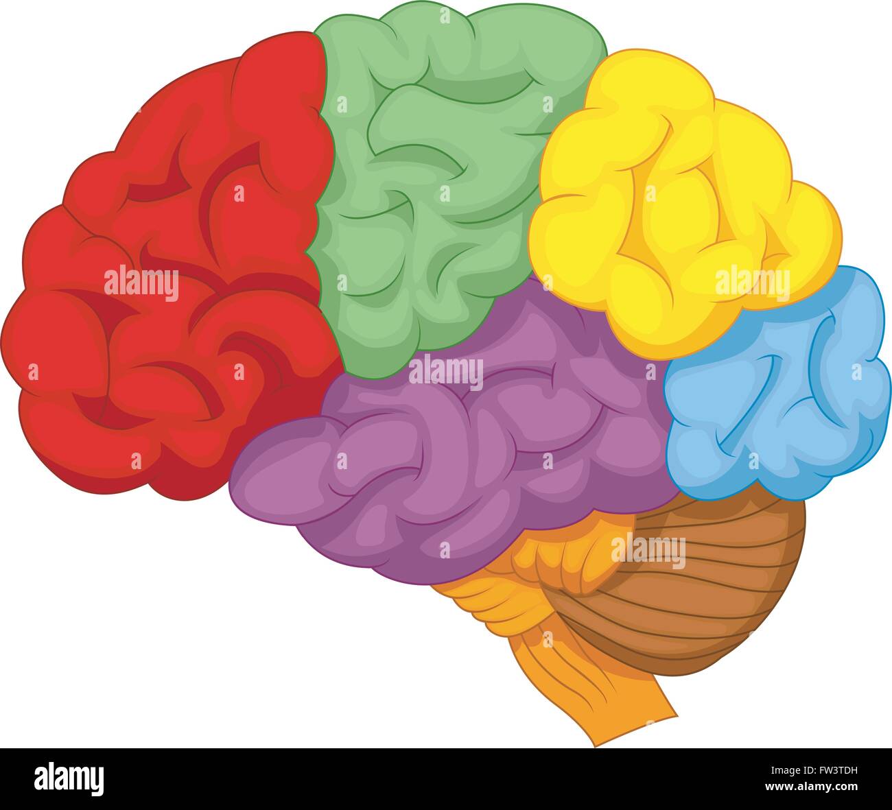 Cartoon colorful brain Stock Vector Image & Art - Alamy