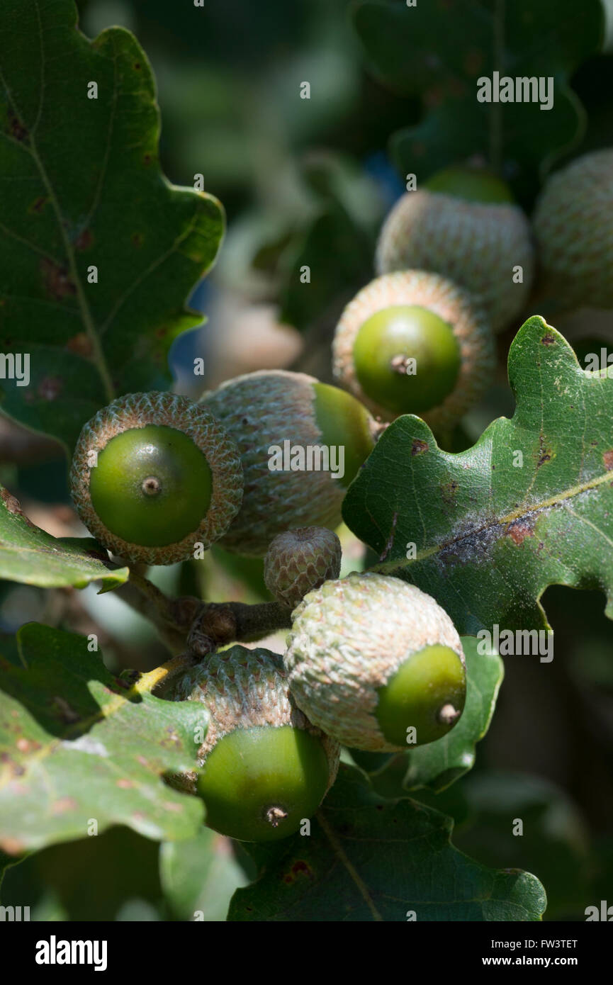 Sessile oak acorns quercus petraea hi-res stock photography and images ...