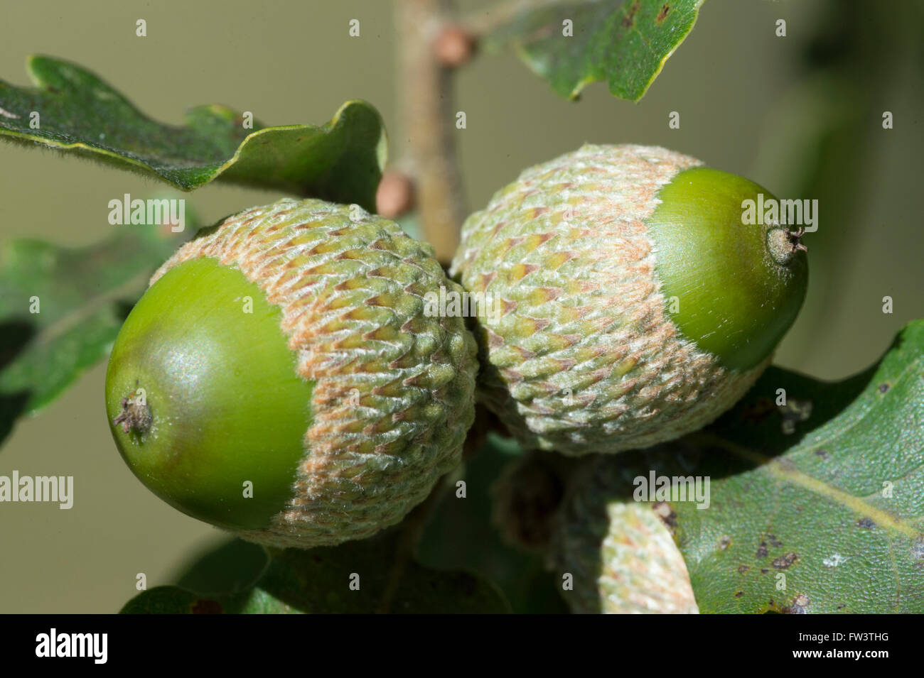 Sessile Oak (Quercus petraea), acorns Stock Photo - Alamy