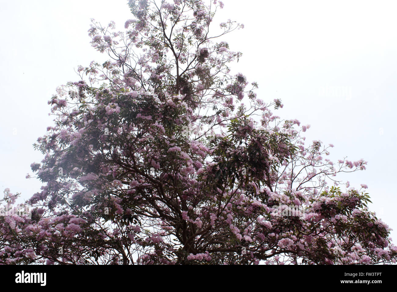A tree flowers at the onset of the rain season in Uganda Stock Photo ...
