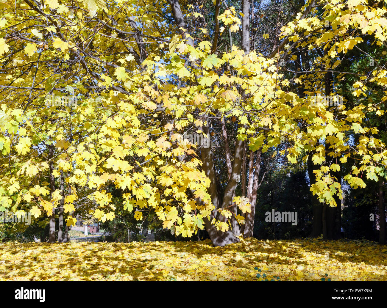Golden maple tree leaves illuminated by sun in autumn city park Stock ...