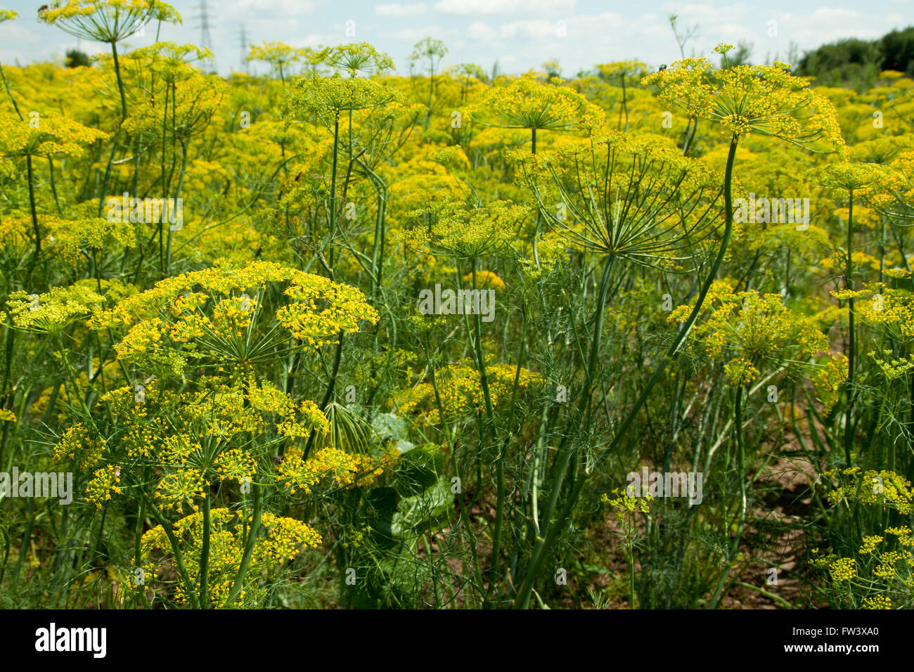 lots of fennel growing on the field Stock Photo - Alamy
