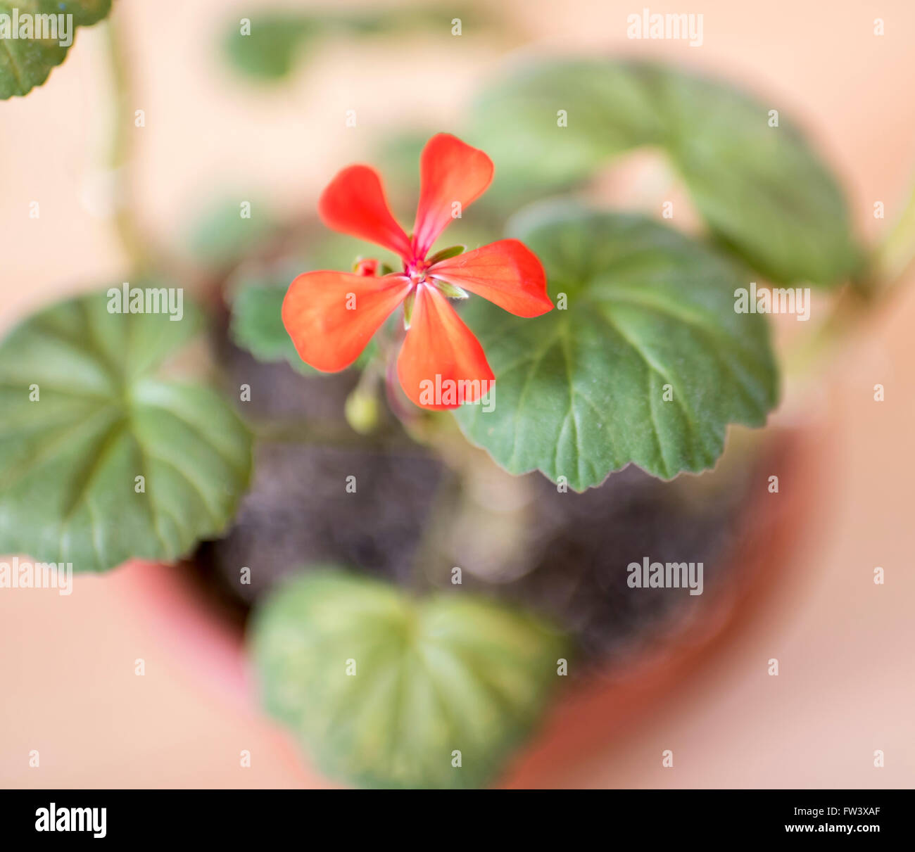Geranium cutting hi-res stock photography and images - Alamy